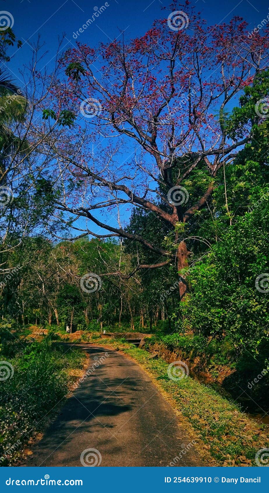 Elave Tree Stock Photos - Free & Royalty-Free Stock Photos from Dreamstime
