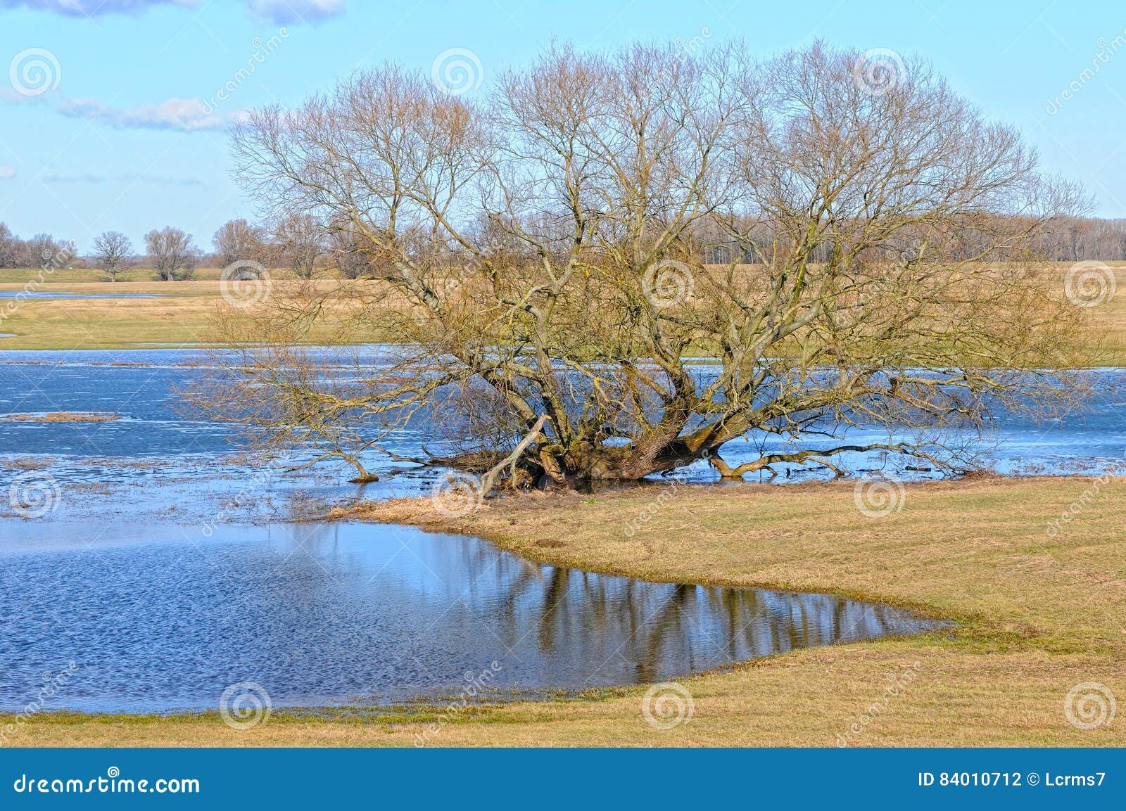 Elbe River Meadows in Springtime. Willow Trees Stock Photo - Image of ...