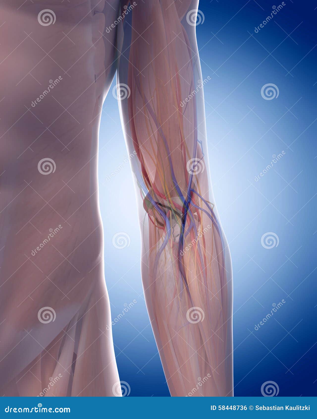 Elbow Anatomy X-ray Image Of The Human Body Royalty-Free Stock Photo ...