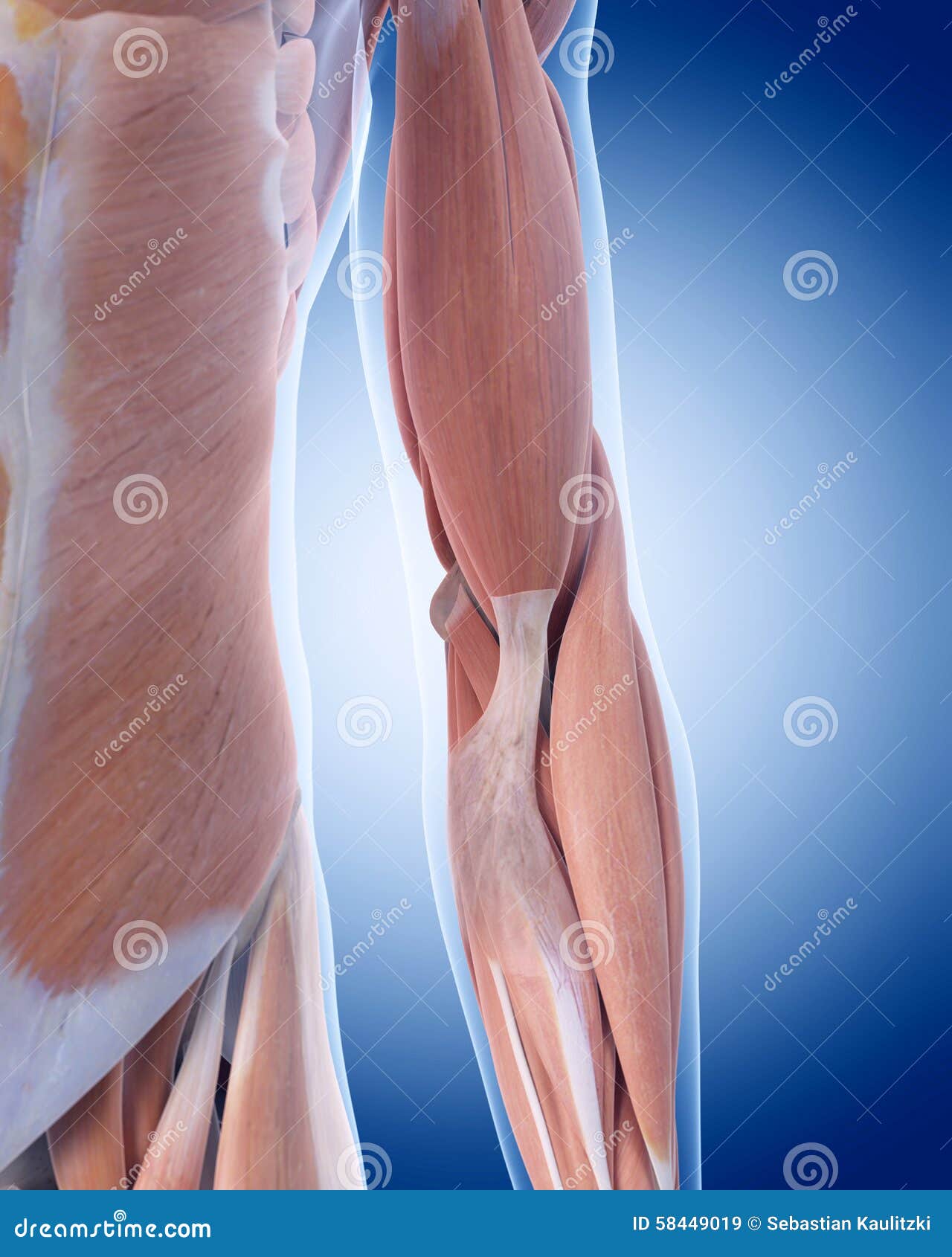 Elbow anatomy stock illustration. Illustration of accurate - 58449019