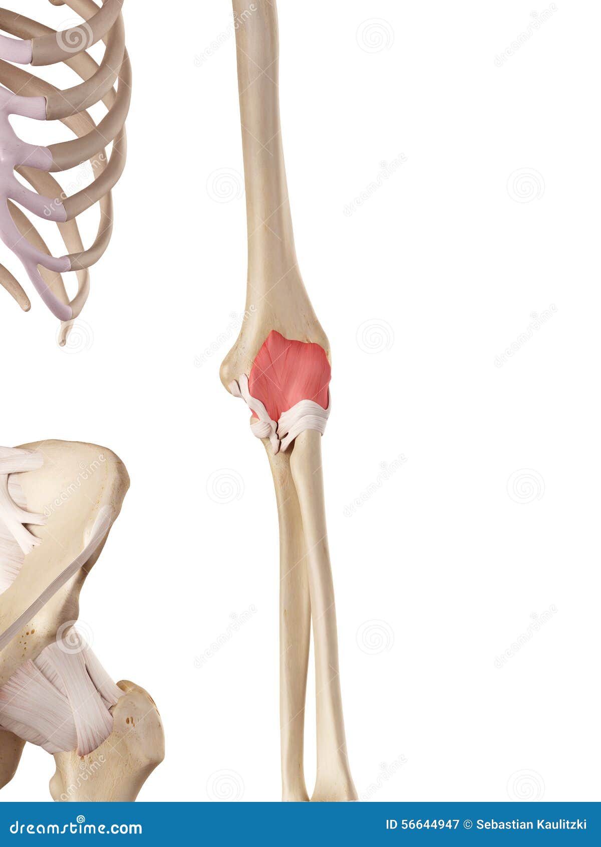 The elbow capsule stock illustration. Illustration of white - 56644947