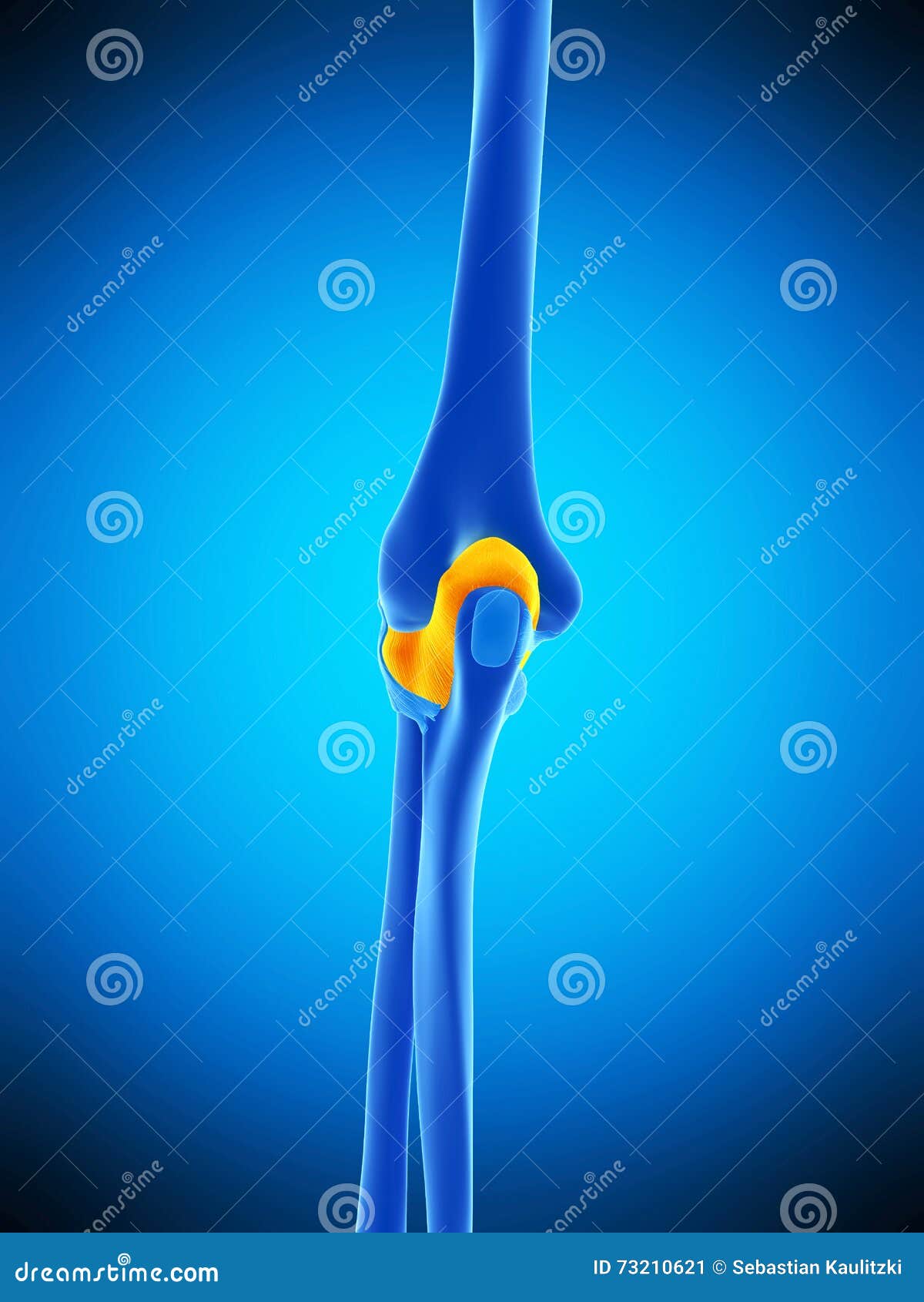 The elbow capsule stock illustration. Illustration of biology - 73210621