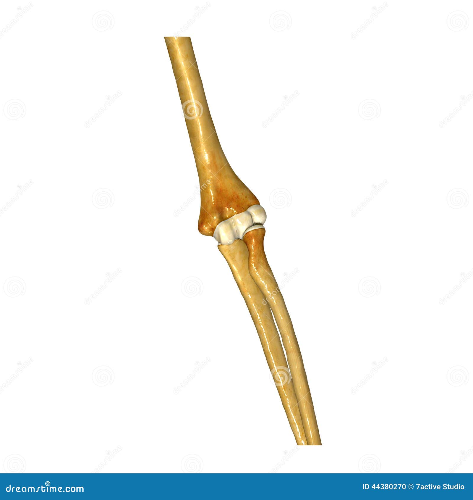 Elbow joint stock photo. Image of design, knee, elbow - 44380270