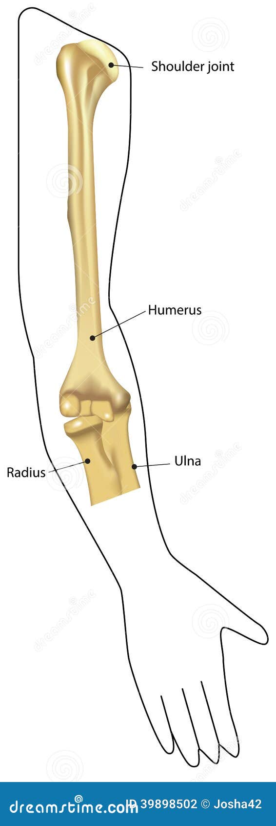 Elbow Joint Diagram