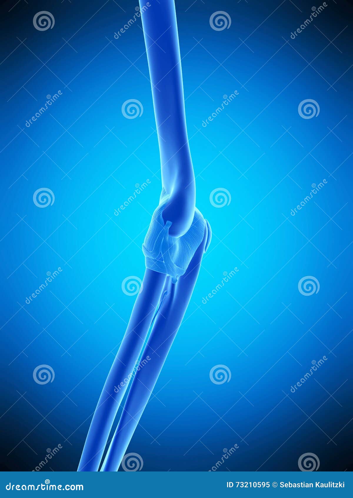 The elbow stock illustration. Illustration of medical - 73210595