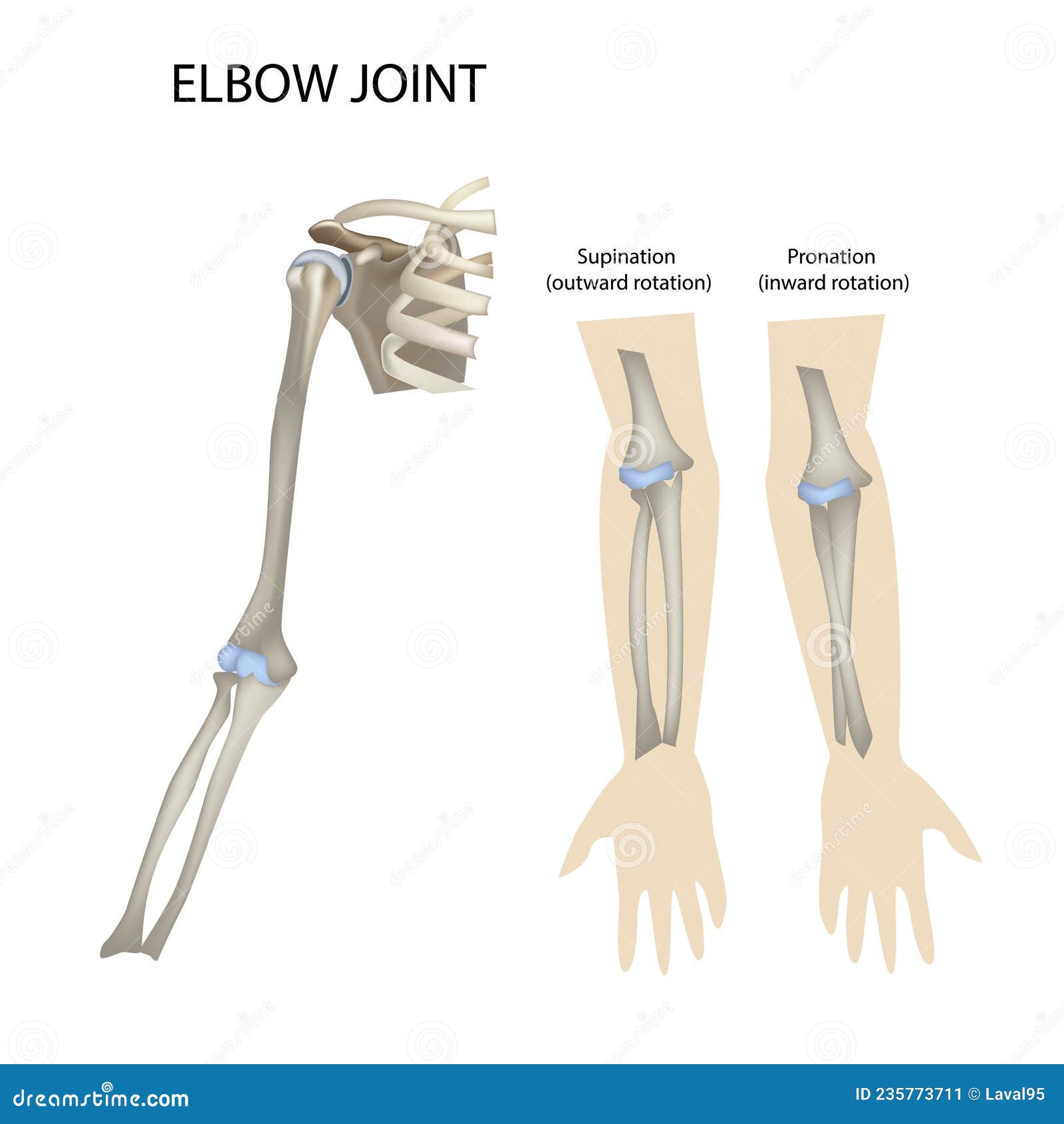 Arm Supination And Pronation Vector Illustration. Labeled Anatomical ...