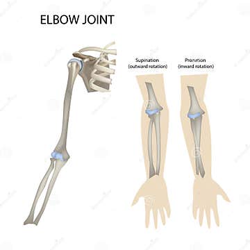 Elbow and Shoulder Joint, Supination and Pronation Vector Illustration ...