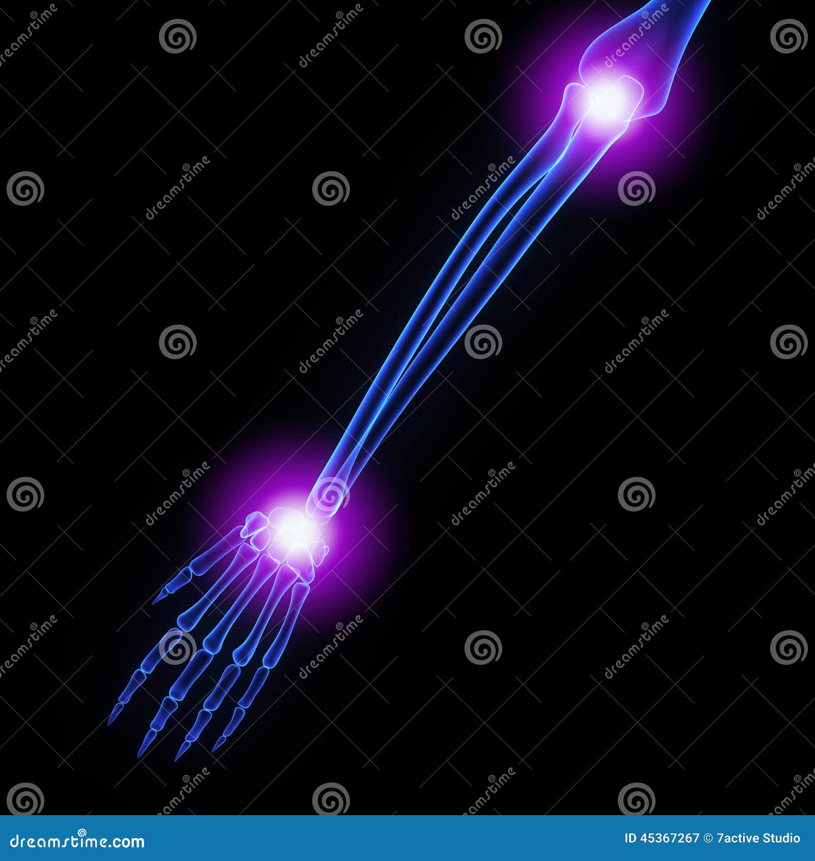 Elbow Joint Ligaments Model