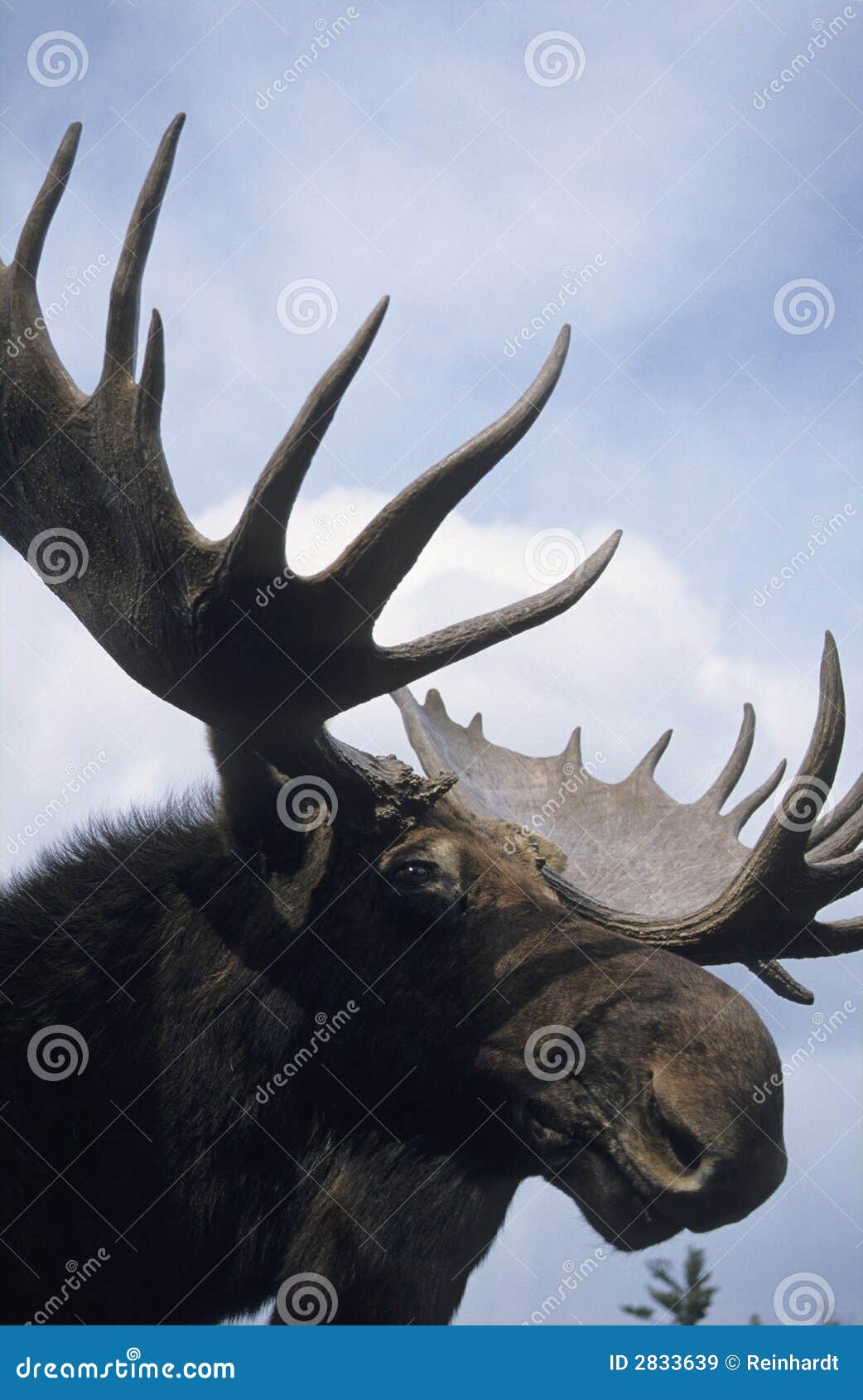 Elch stockbild. Bild von alaska, wildnis, nave, wild, auge - 2833639