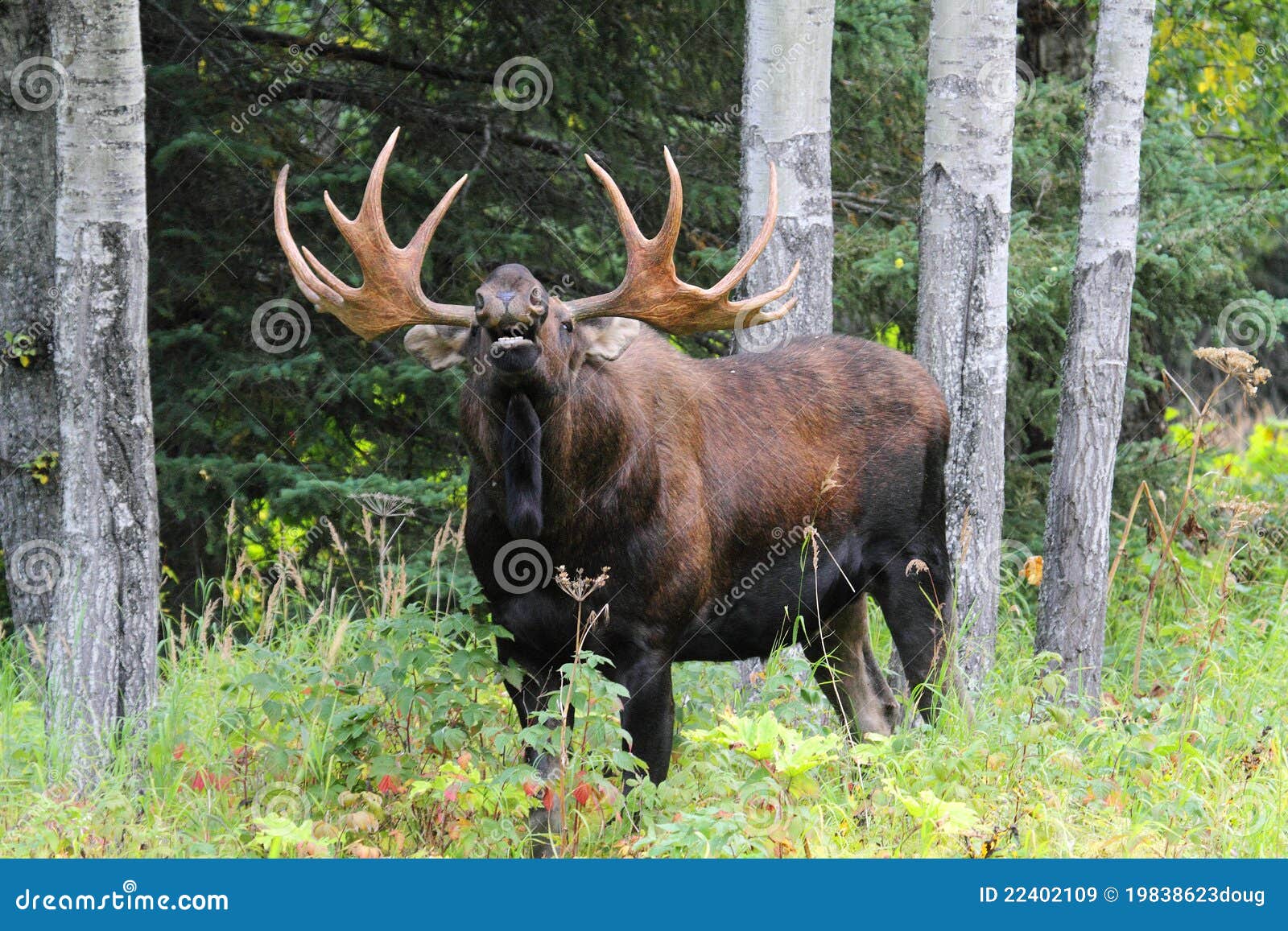 Elche Alaska-Bull stockbild. Bild von wildnis, bäume - 22402109