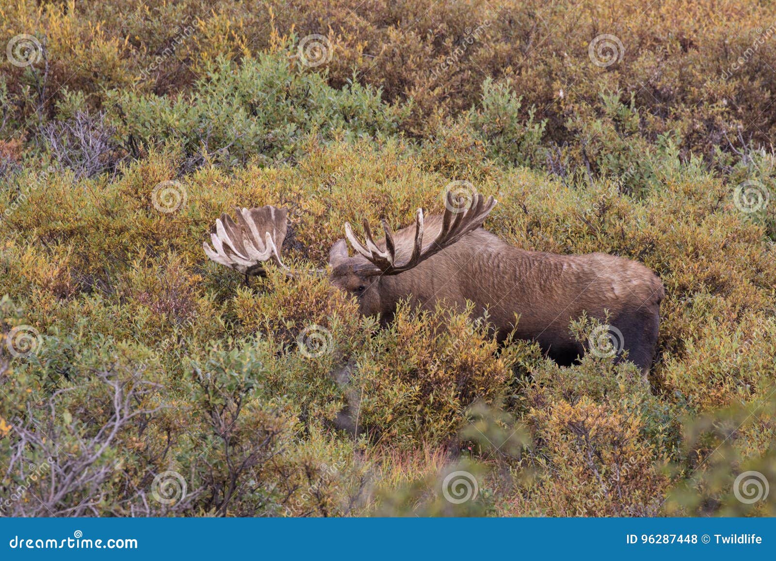 Elche Alaskas Yukon Stier Im Samt Stockfoto - Bild von säugetier, park ...