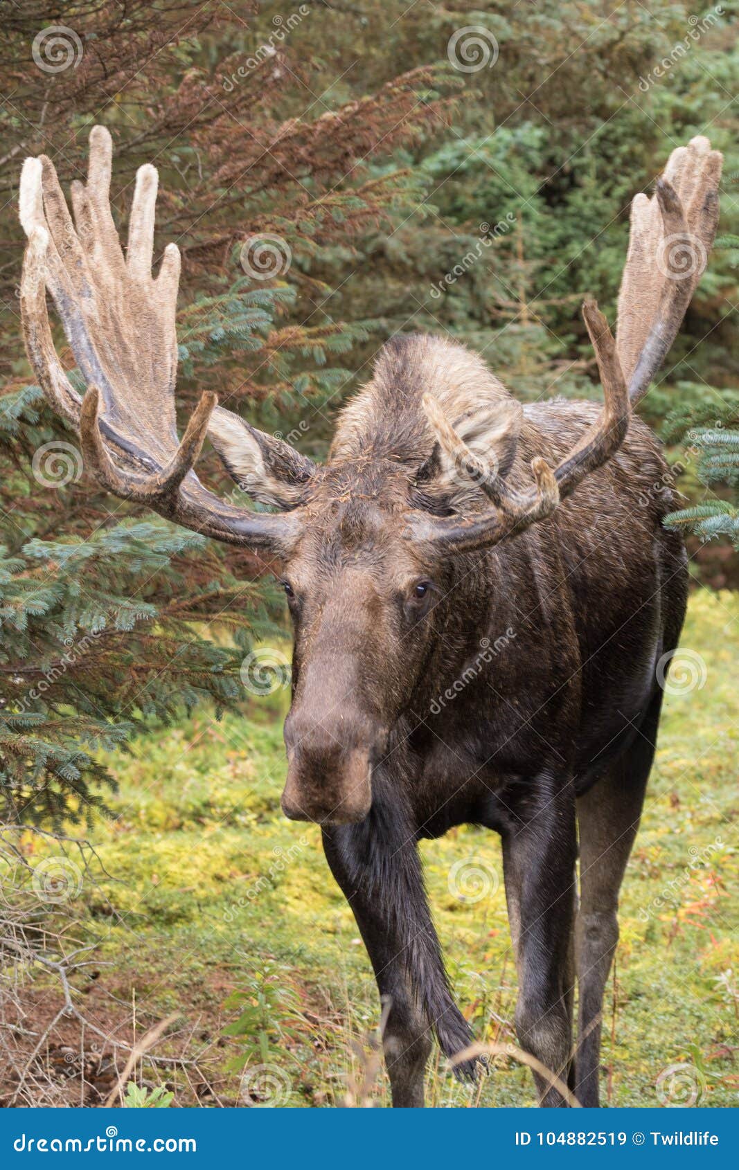 Alaska Yukon Bulle Elch in Samt Kopf Auf Stockbild - Bild von nave ...