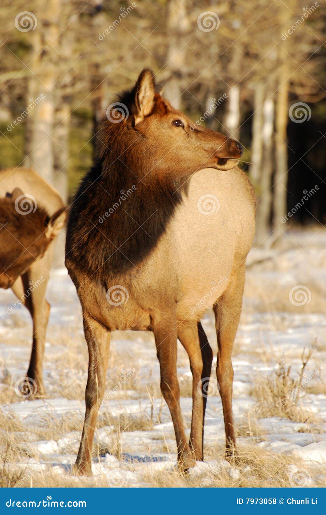 Elche auf dem Schnee stockfoto. Bild von elche, rotwild - 7973058
