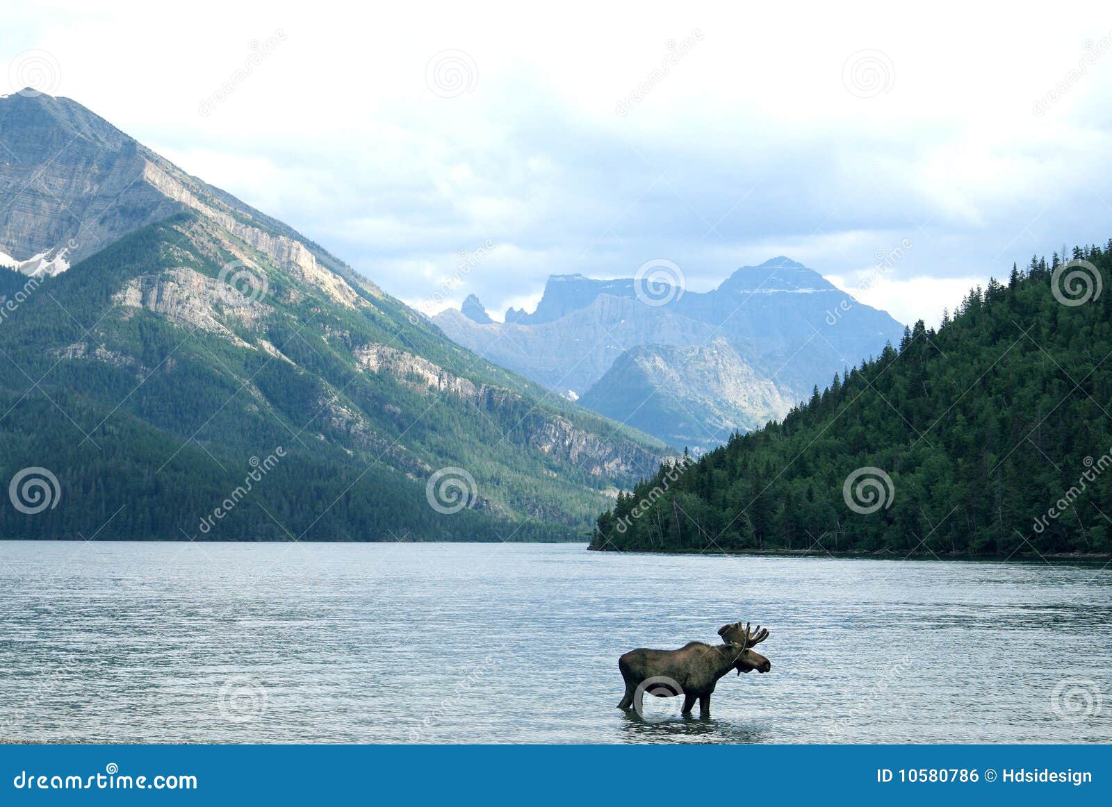 Elche im kanadischen See stockfoto. Bild von entfernt - 10580786