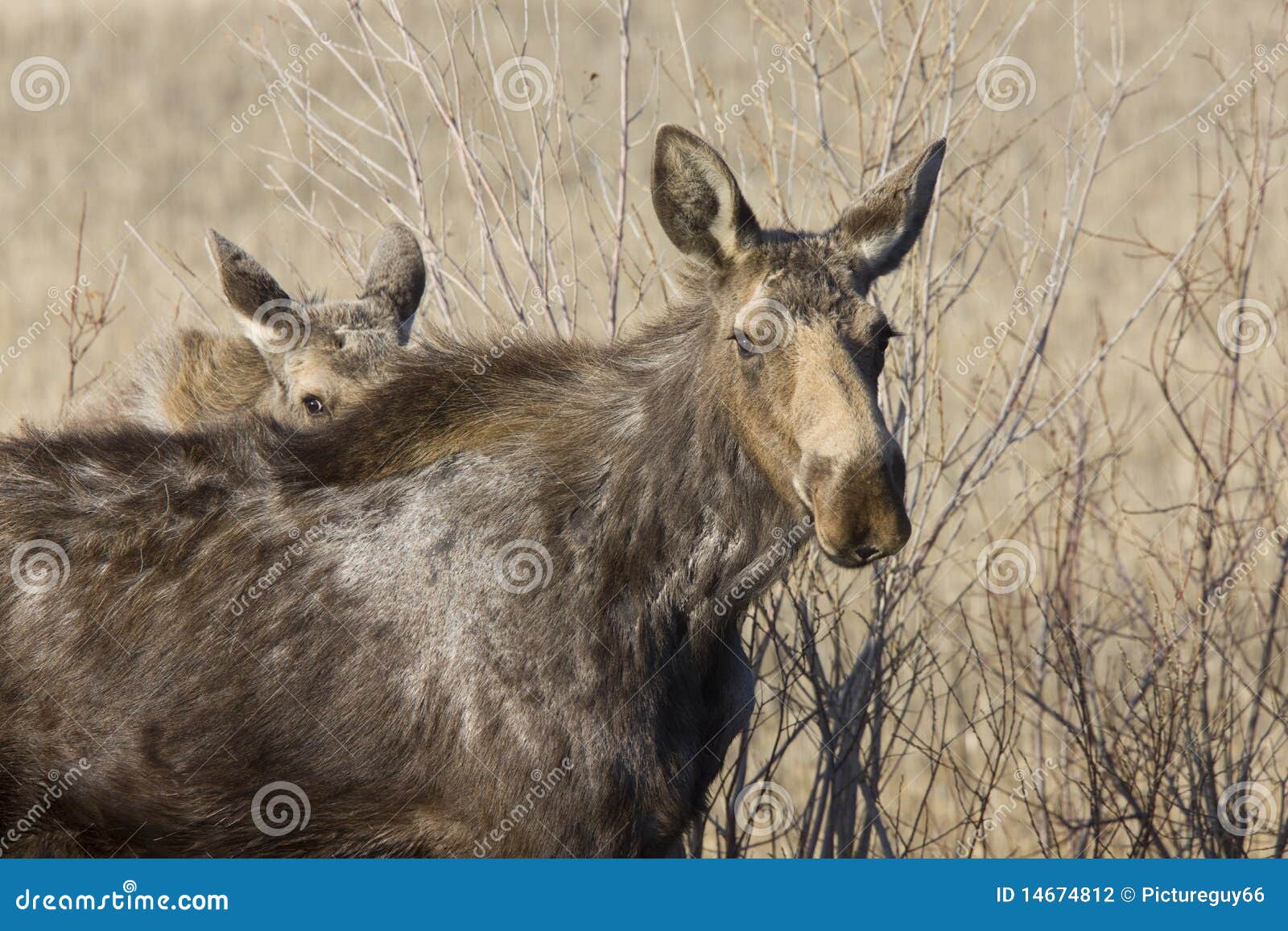 Elche Schüchtern Und Kalb Saskatchewan Ein Stockfoto - Bild von tier ...