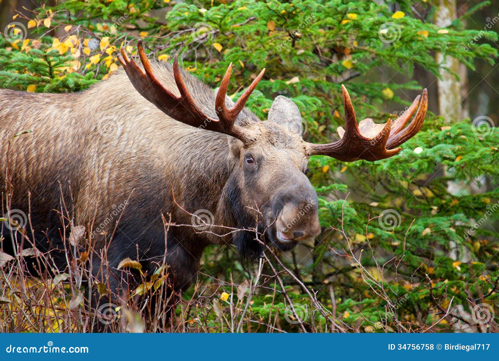 Elche Stier, Alaska, USA stockfoto. Bild von herbst, wild - 34756758