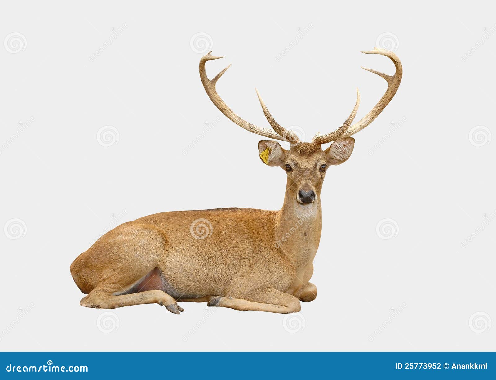 Eld deer stock photo. Image of deer, animal, background - 25773952