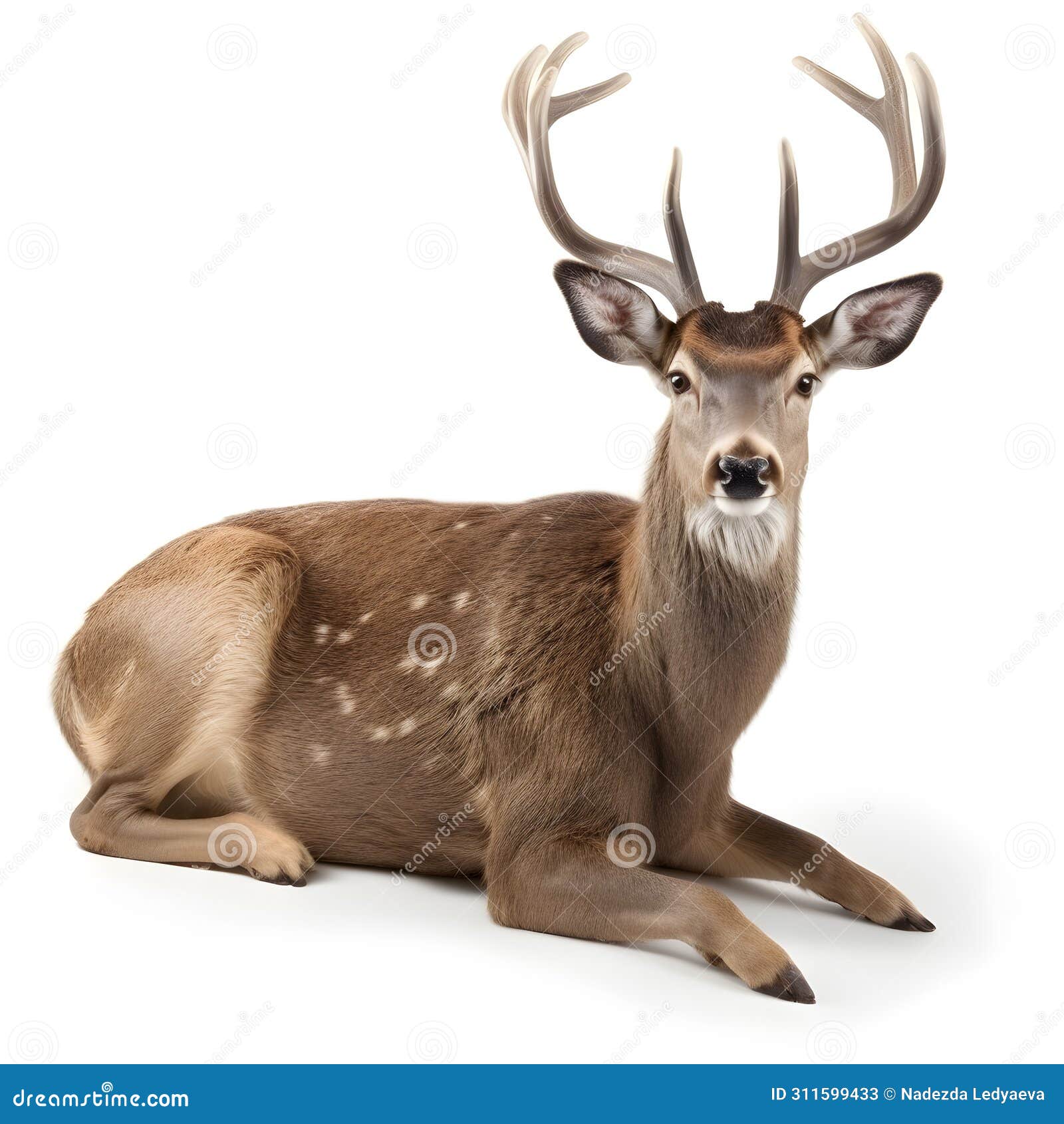 Eld Deer Isolated on White Background. Stock Image - Image of wildlife ...