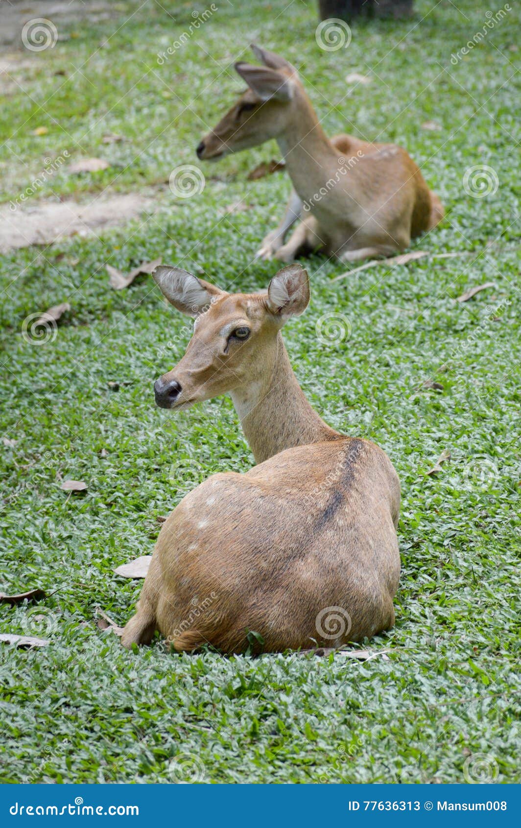 Eld deer stock image. Image of wildlife, asia, green - 77636313