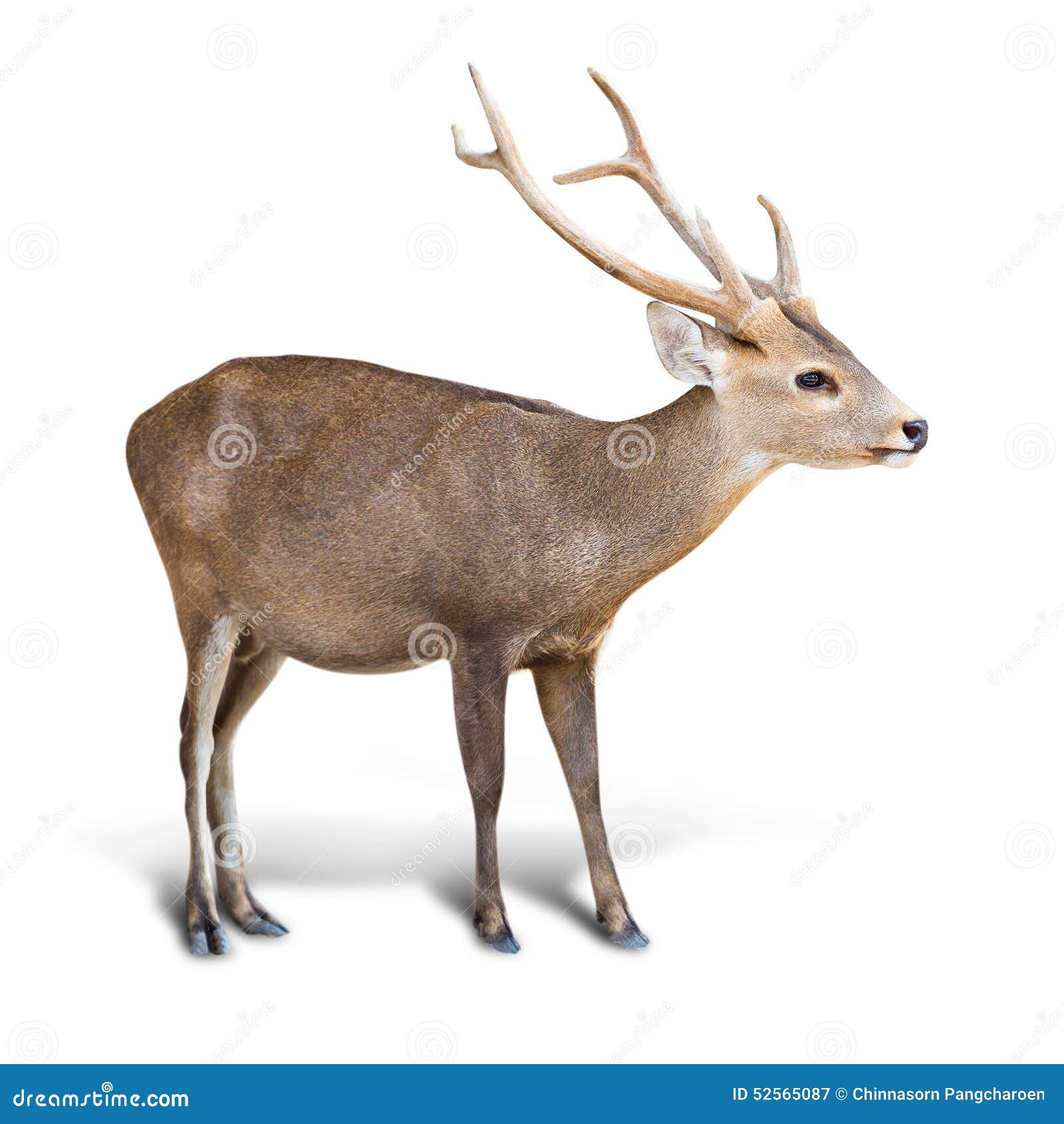 Eld deer stock image. Image of stag, antler, wildlife - 52565087