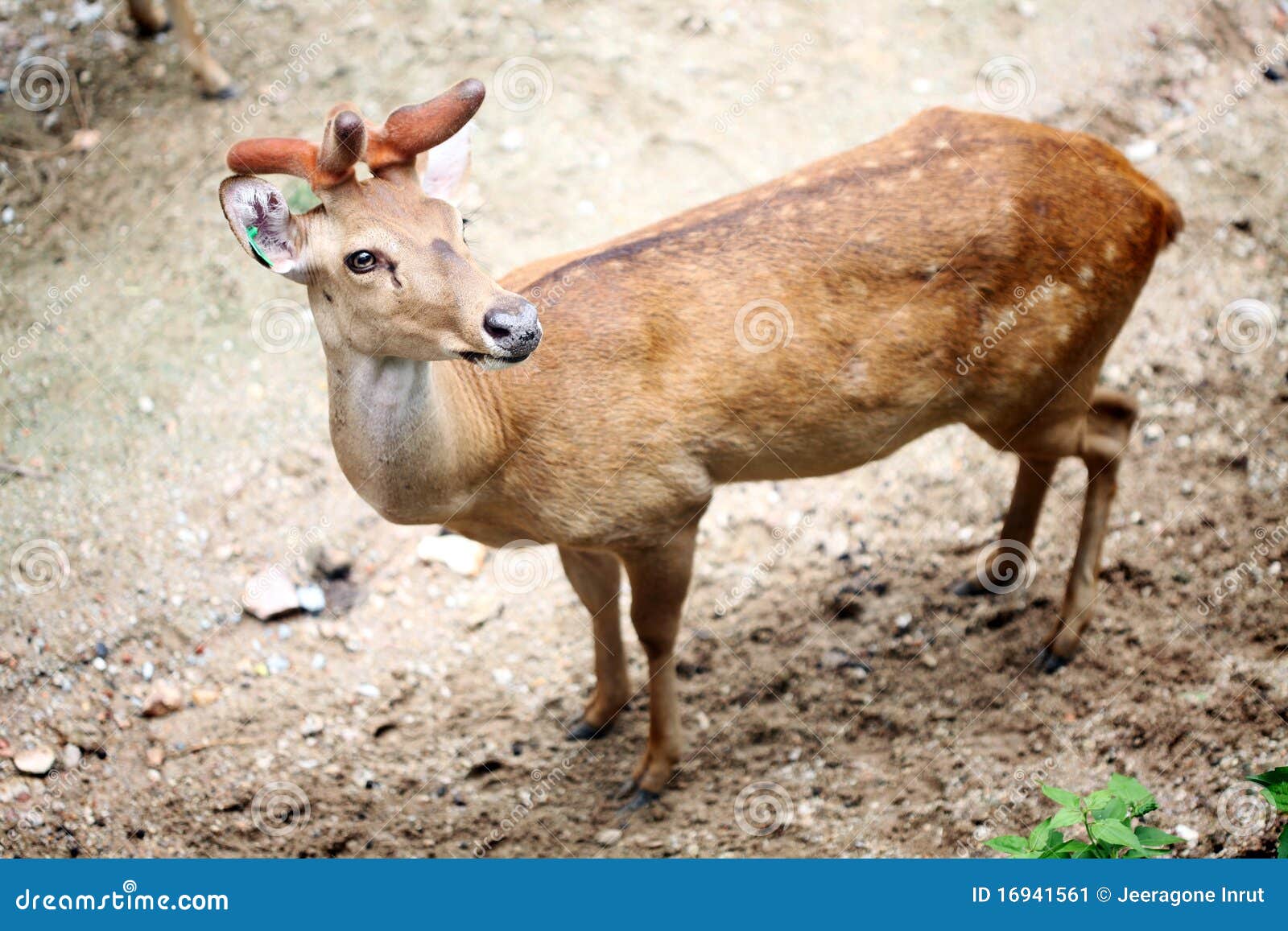 Eld s Deer stock image. Image of whitetail, odocoileus - 16941561