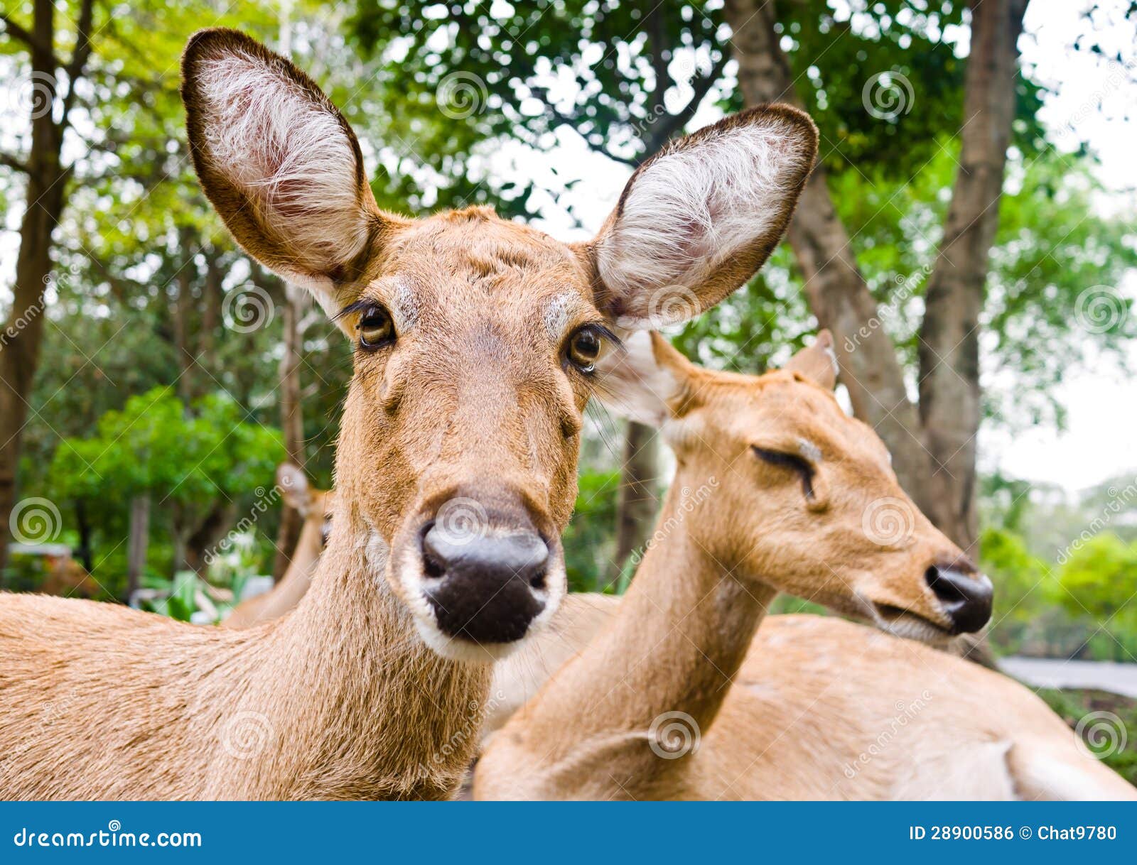 Eld s Deer stock photo. Image of animal, wildlife, mammal - 28900586