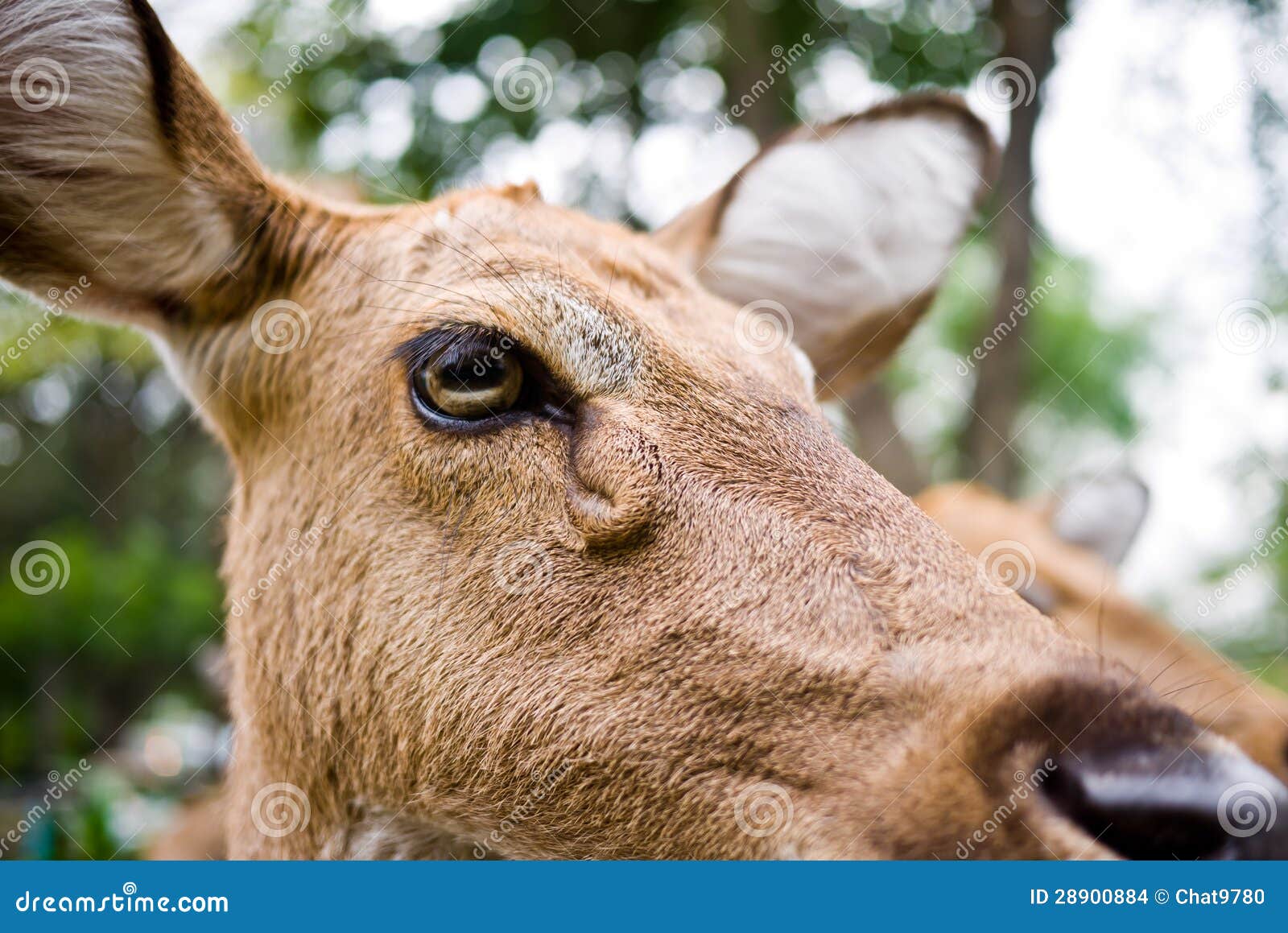 Eld s Deer stock photo. Image of nature, wildlife, animal - 28900884