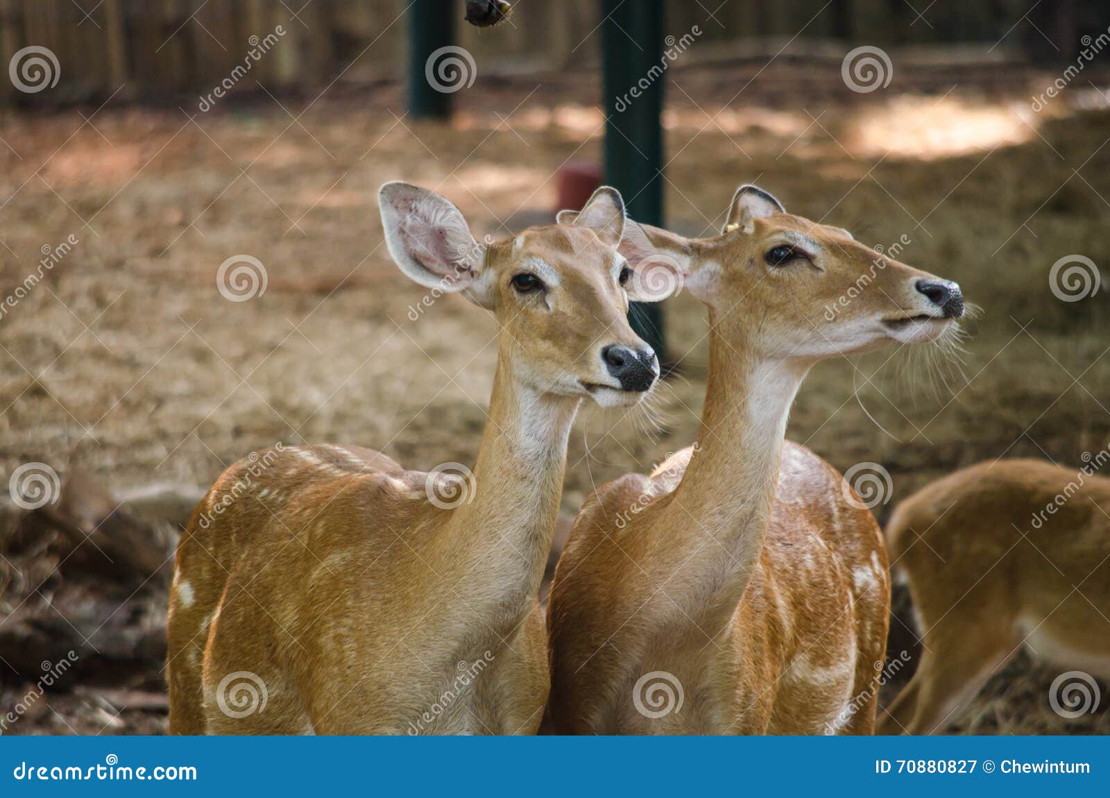 Eld s deer stock image. Image of look, cautious, horns - 70880827
