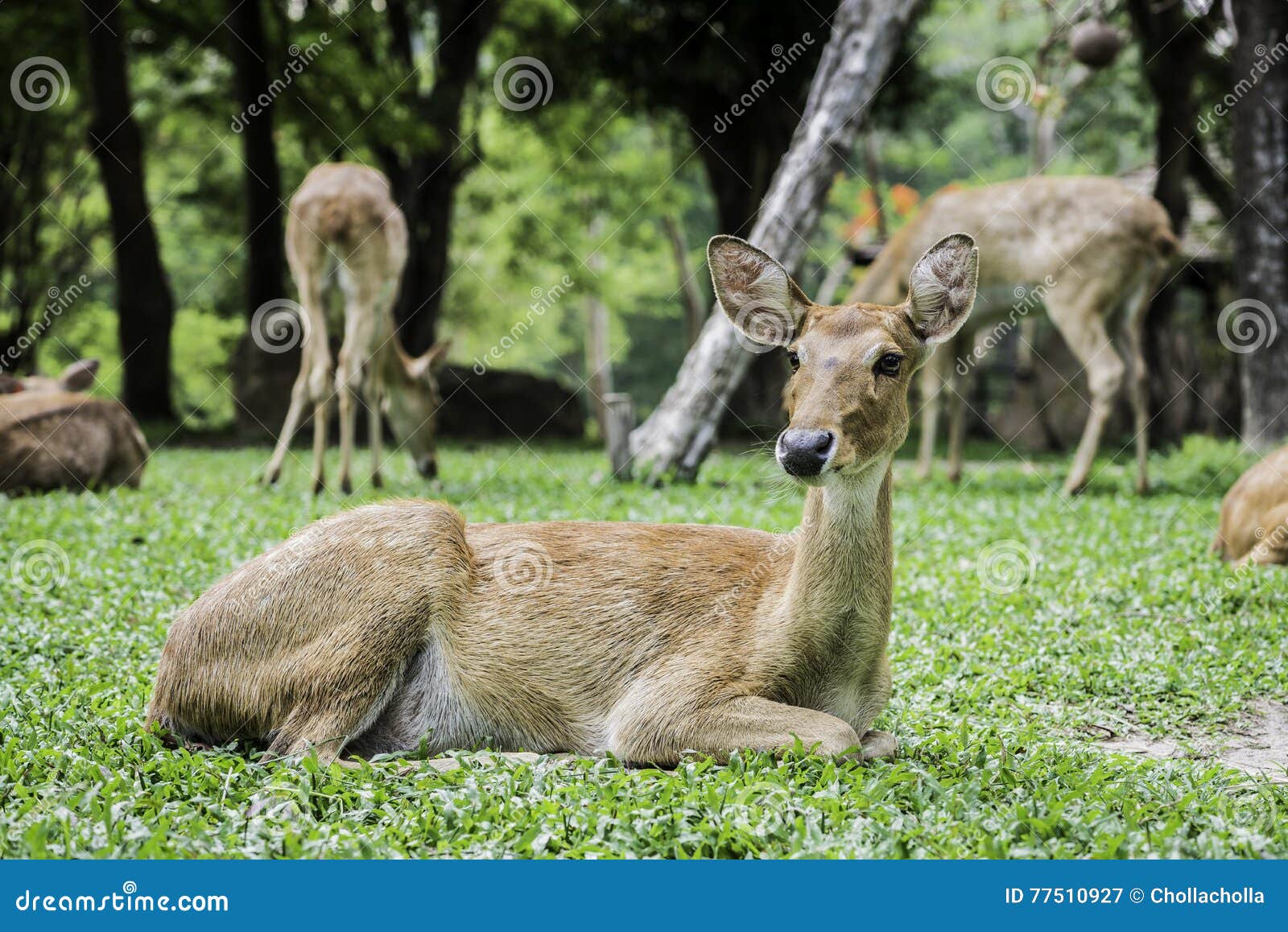 Eld s deer stock image. Image of exotic, mammal, nature - 77510927