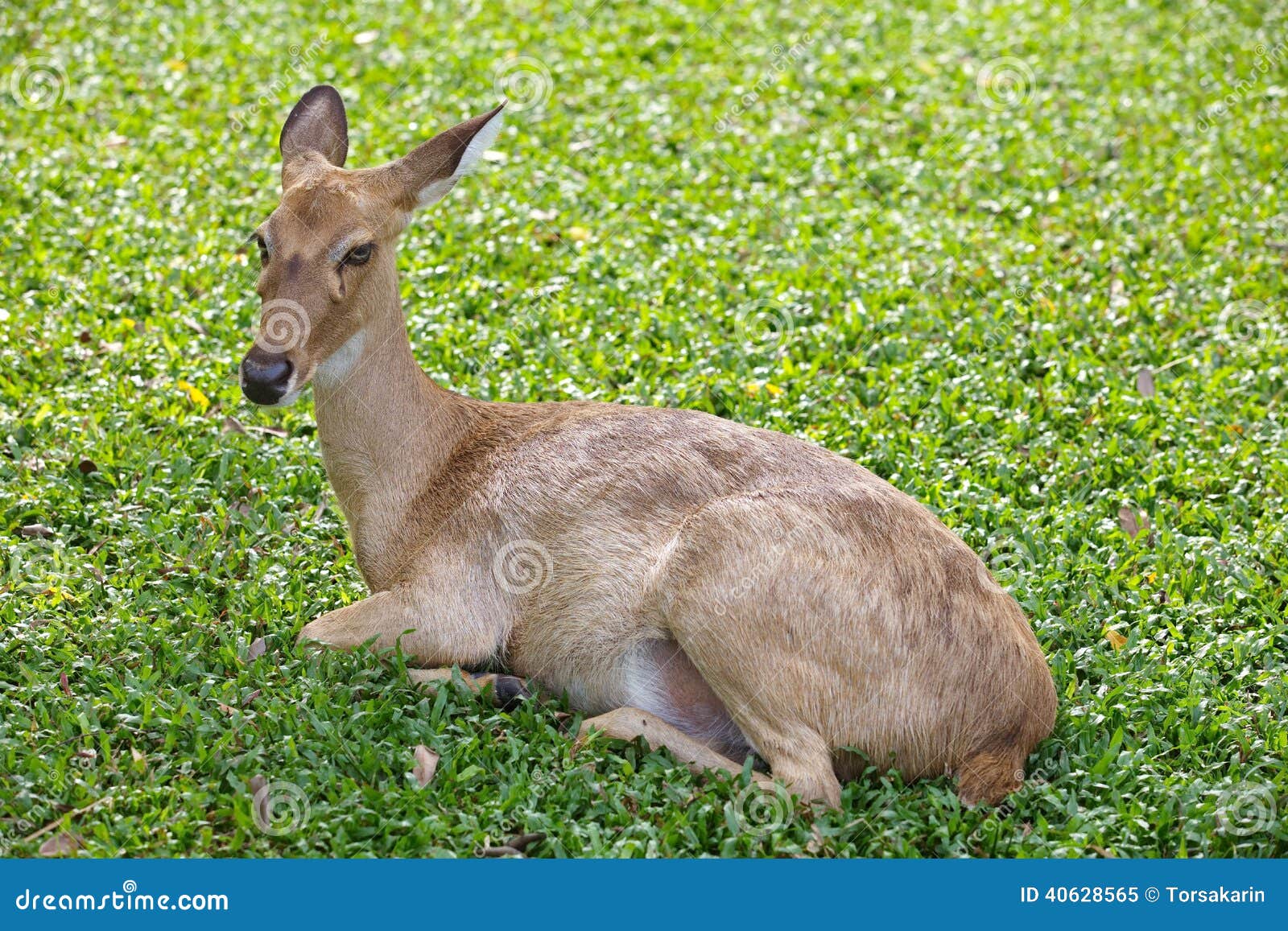 Eld s Deer stock image. Image of elds, ungulate, forest - 40628565