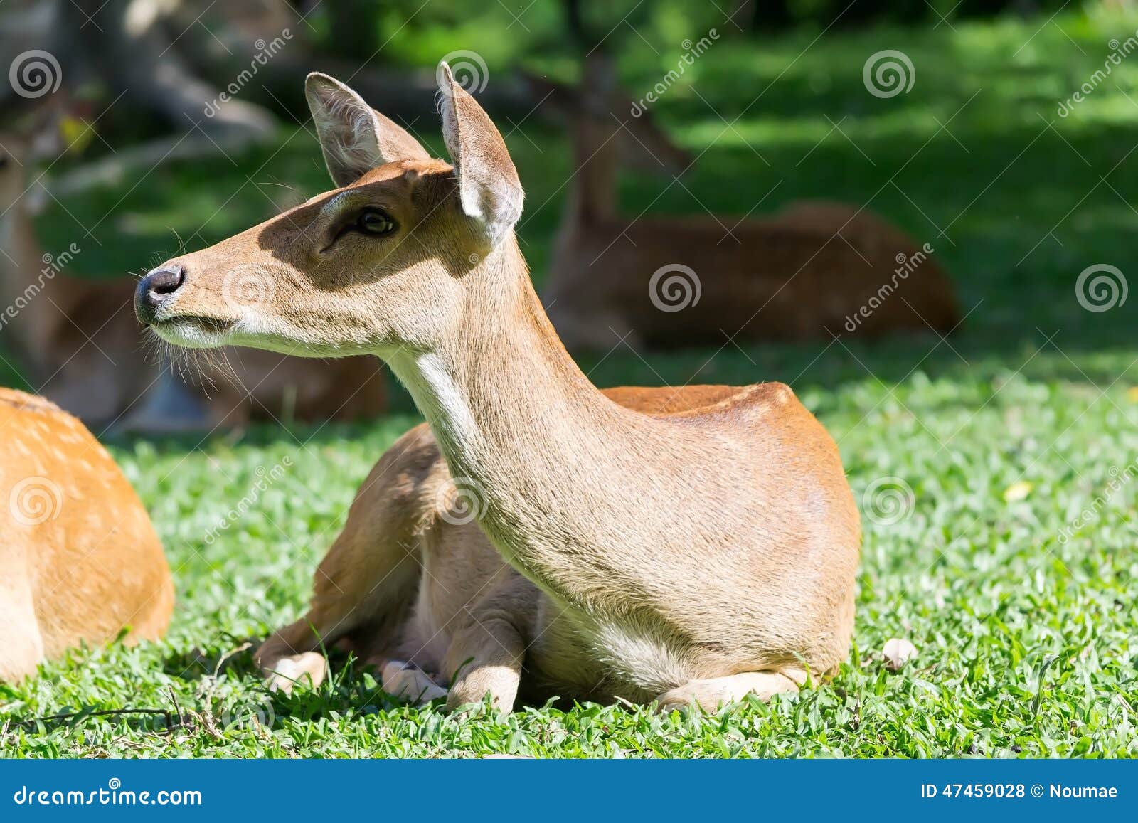 Eld s Deer stock photo. Image of safari, grass, forest - 47459028