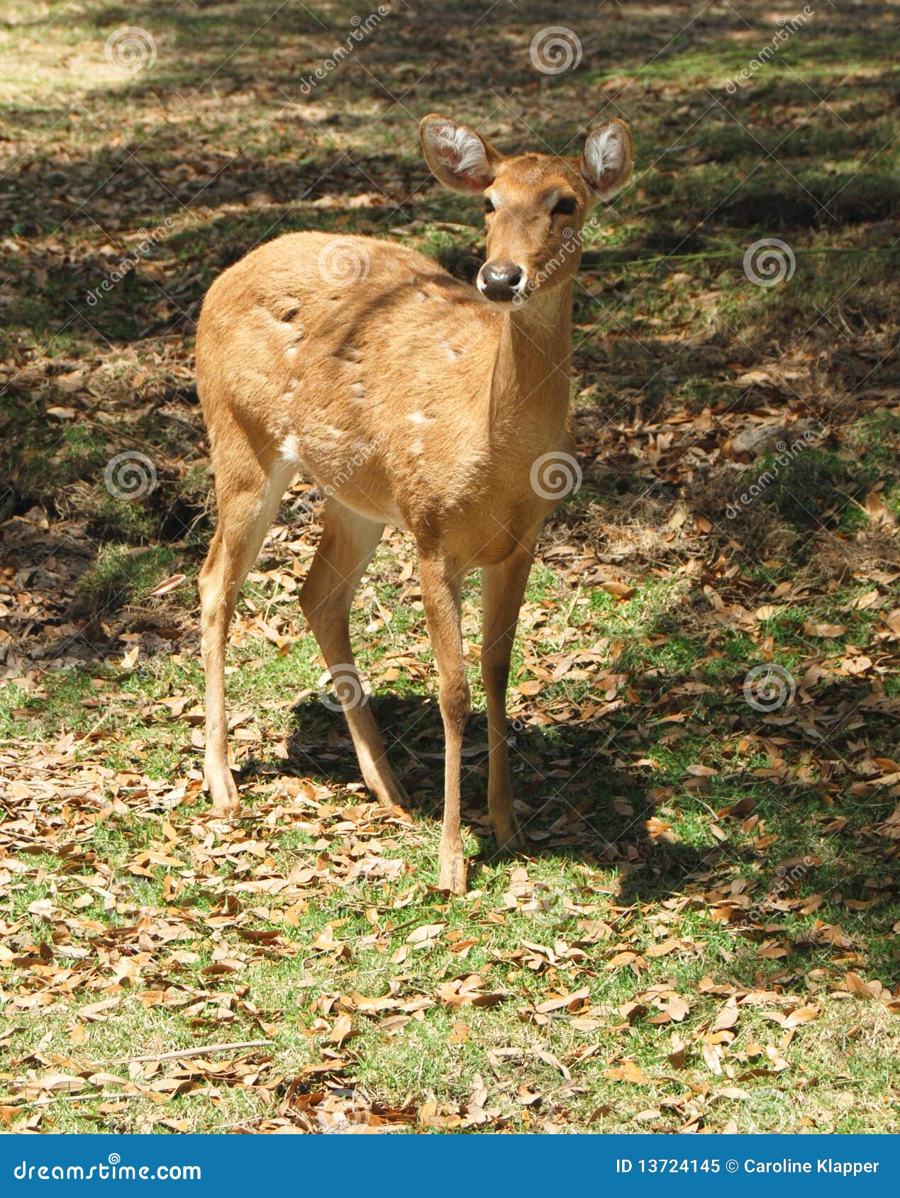 Eld s Deer Doe stock image. Image of field, species, watching - 13724145