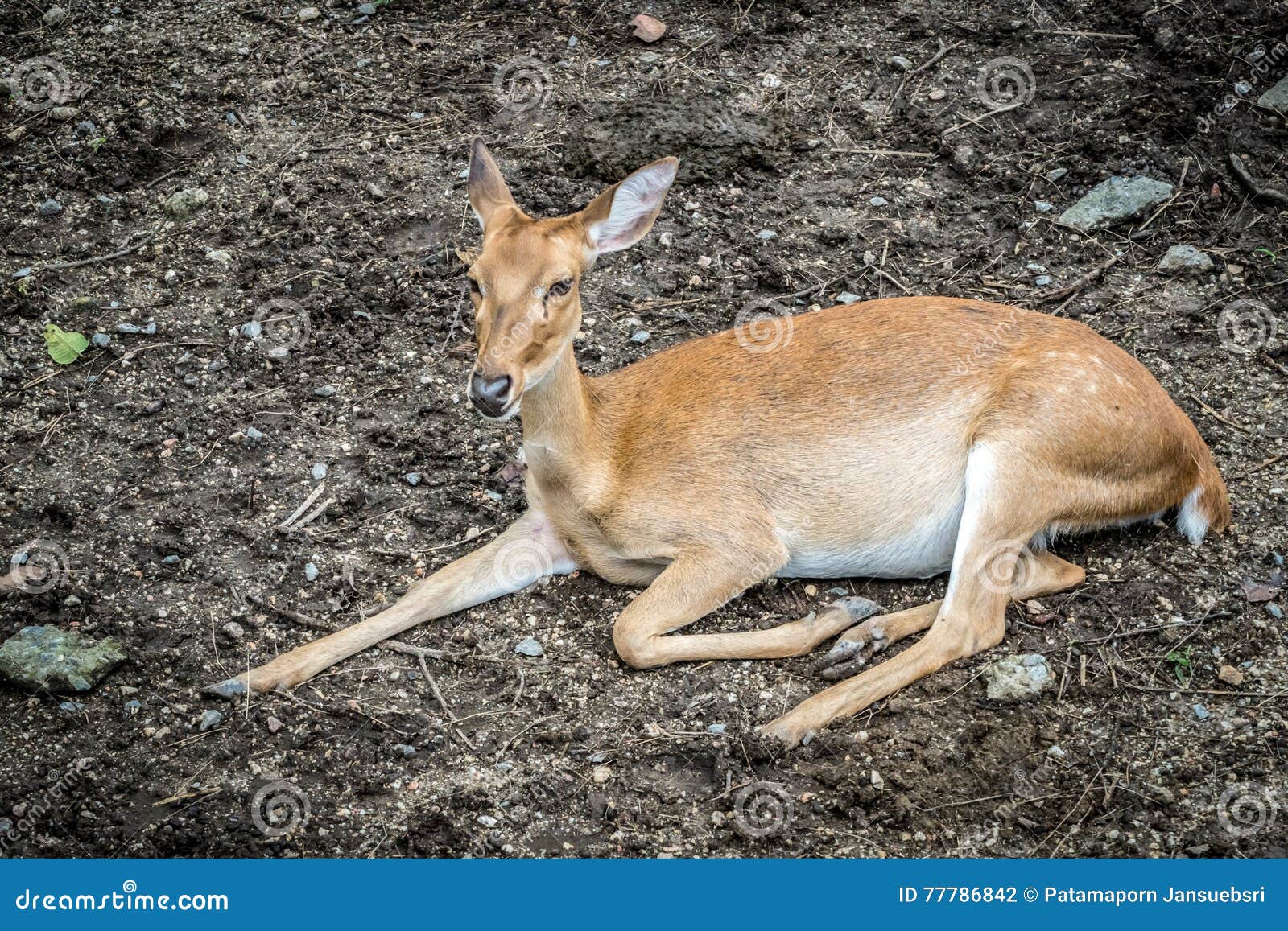 Eld s deer stock photo. Image of safari, cute, elds, wild - 77786842