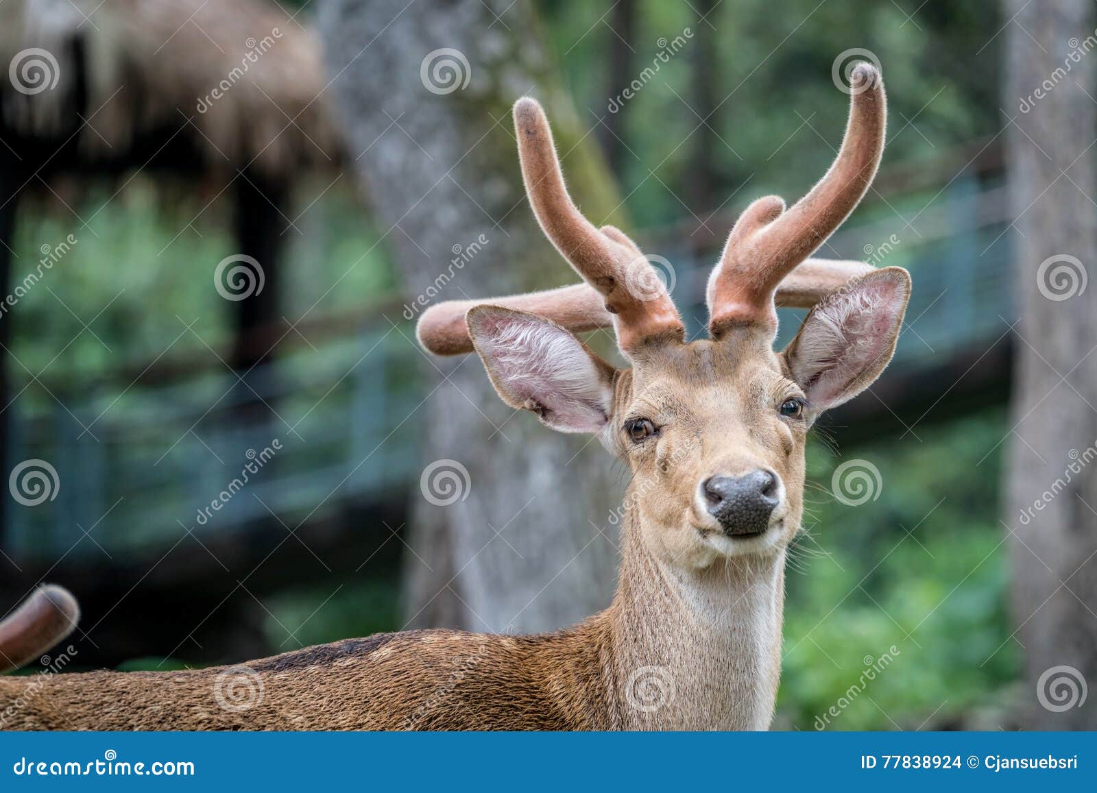 Eld s deer stock photo. Image of grass, fauna, natural - 77838924