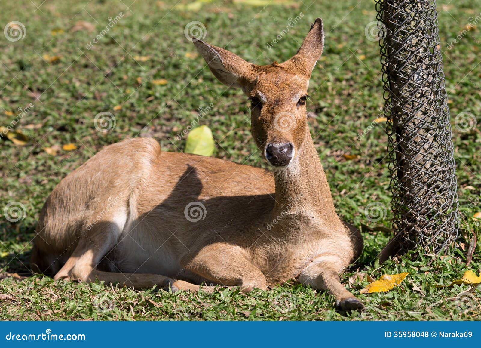 Eld s deer Relaxing Day stock photo. Image of happy, siamensis - 35958048