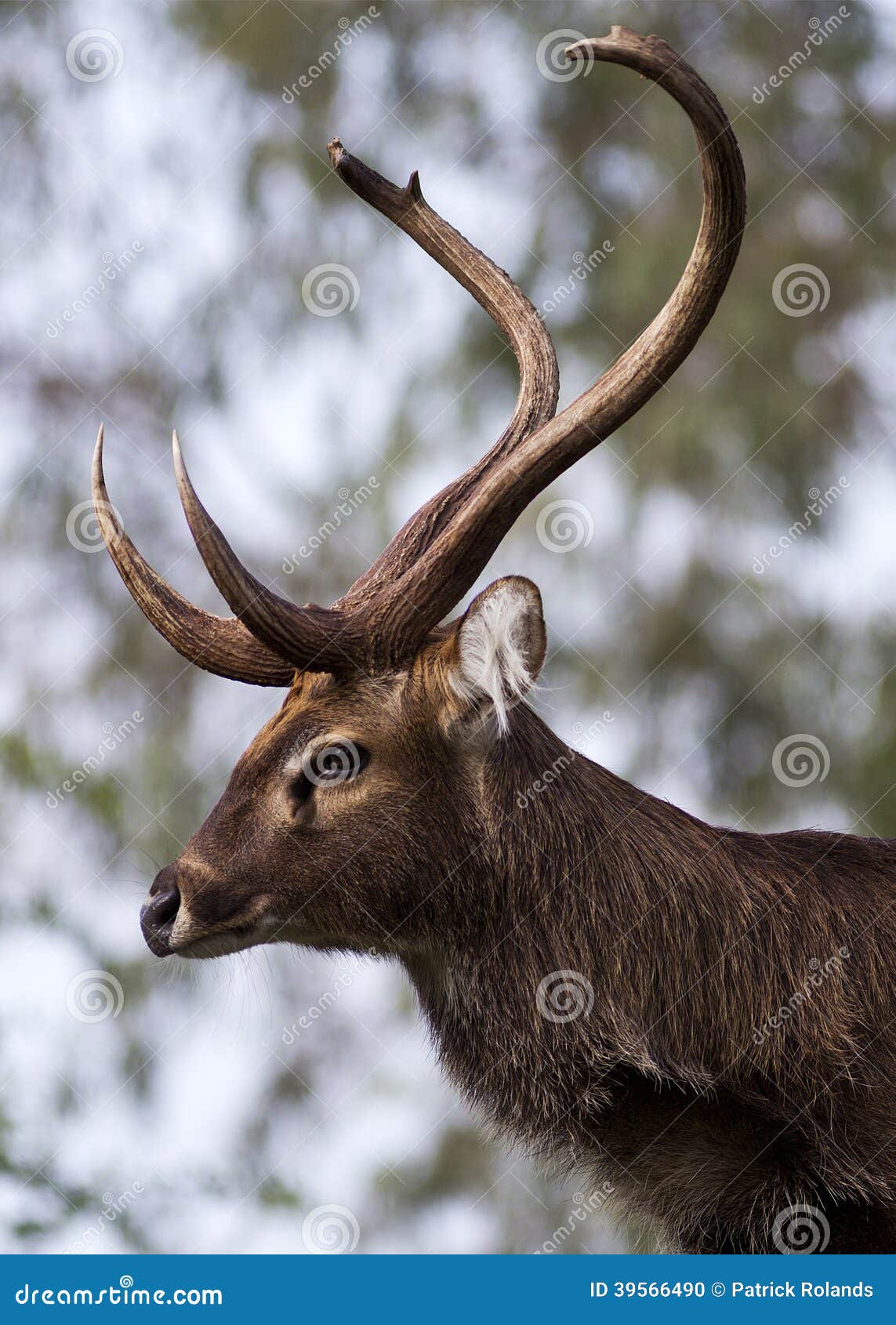 Eld s deer stag stock photo. Image of animals, antlers - 39566490