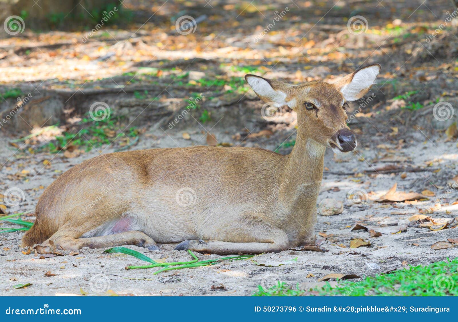 Eld s deer stock photo. Image of lawn, crouch, lying - 50273796
