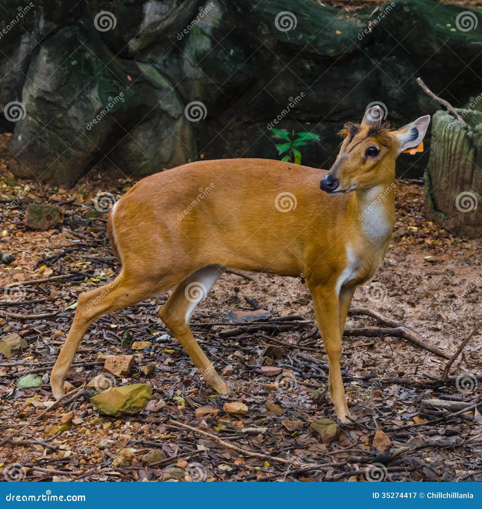 Eld s deer stock image. Image of safari, mammal, nature - 35274417