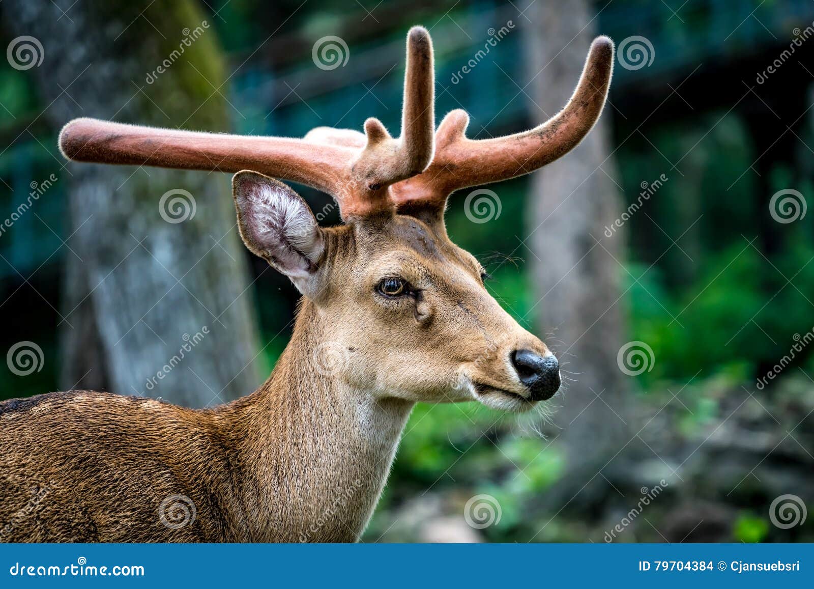 Eld`s deer in the zoo stock photo. Image of safari, beautiful - 79704384