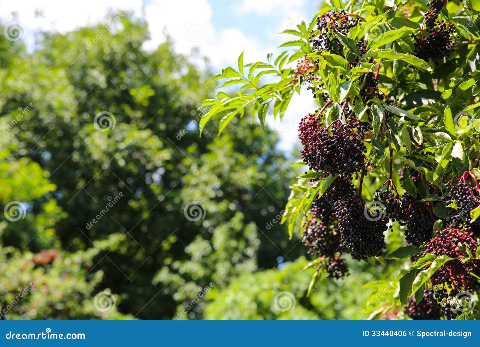 Elder Berries stock photo. Image of green, bunch, botany - 33440406