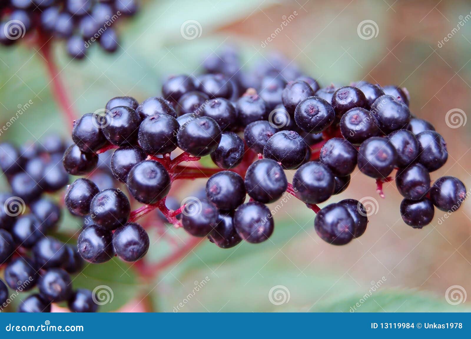 Elder berry stock photo. Image of plant, wild, background - 13119984