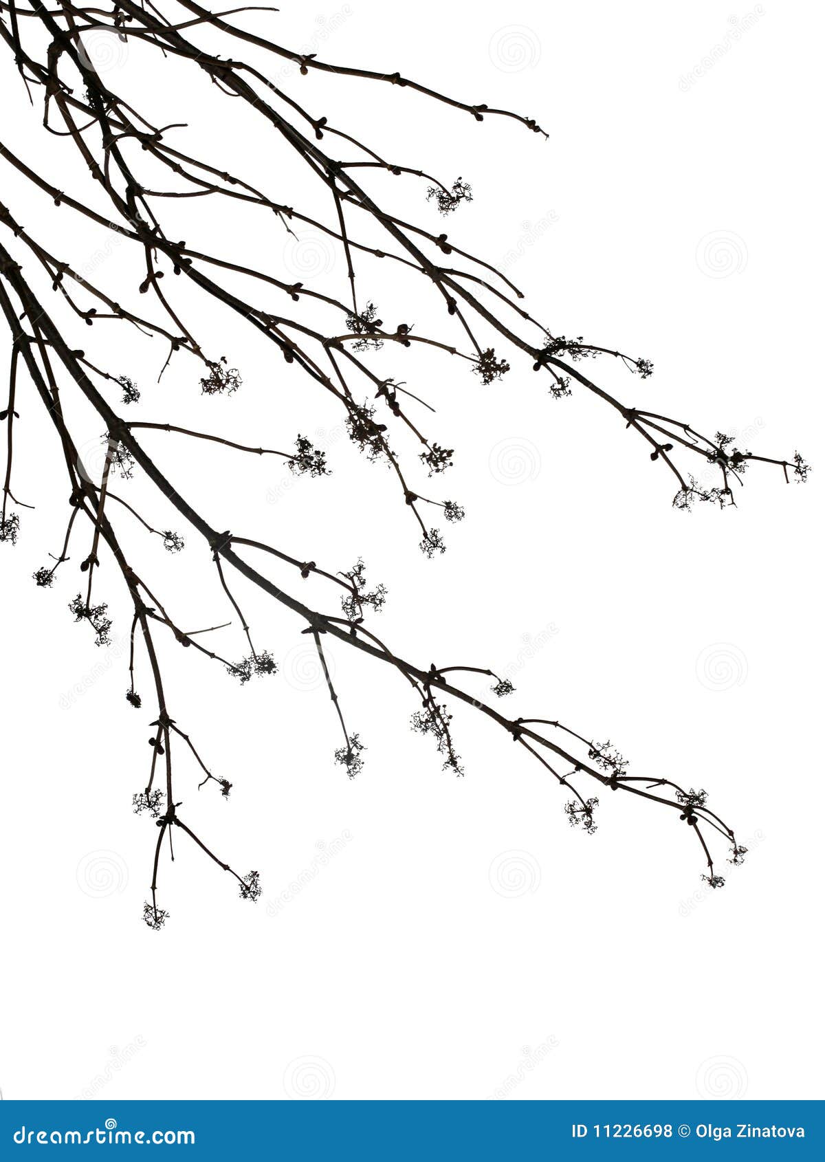 Elder branches stock photo. Image of isolated, brown - 11226698