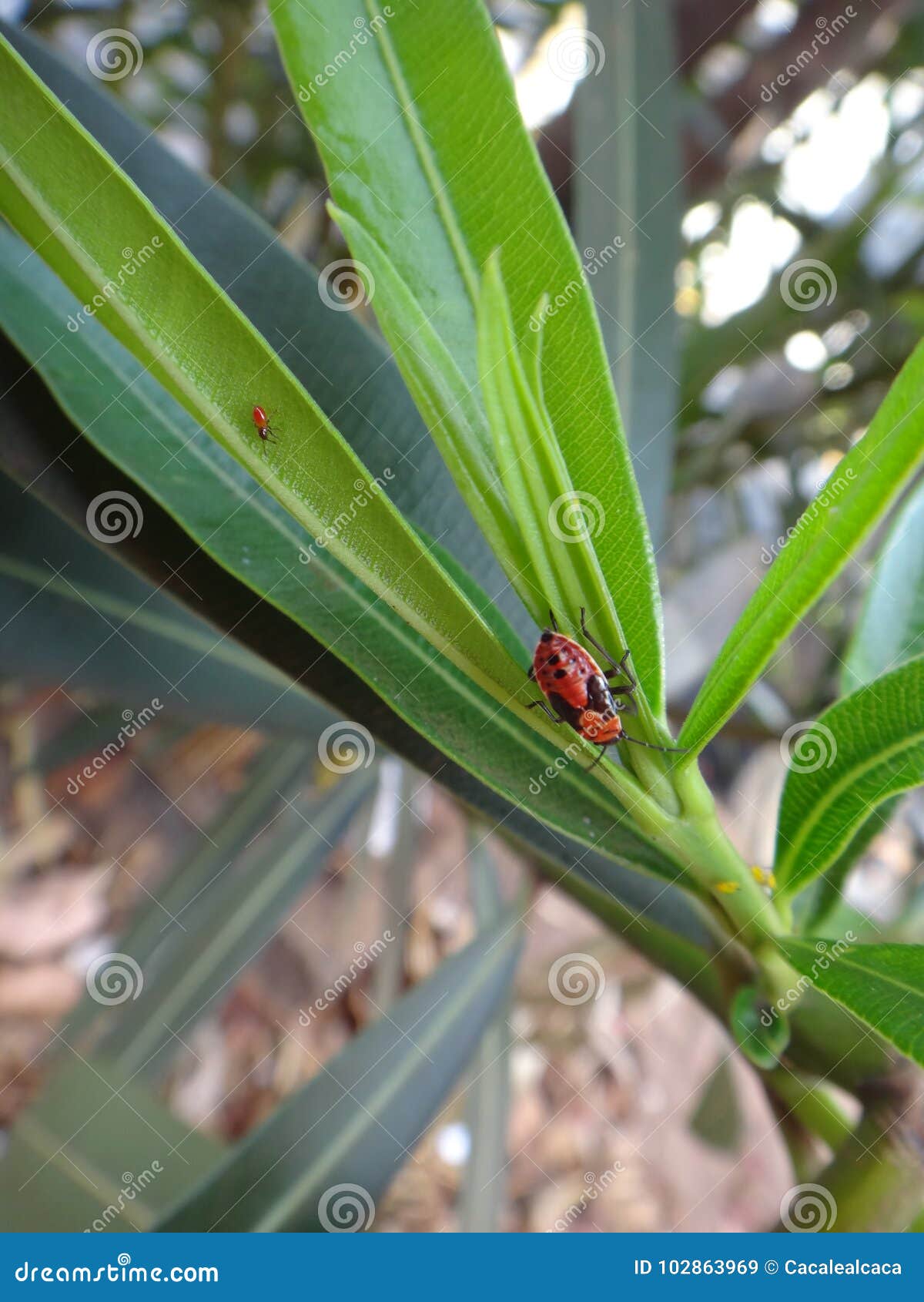Elder Bug Nymph in Oleander Leaf Stock Image - Image of boxelder ...