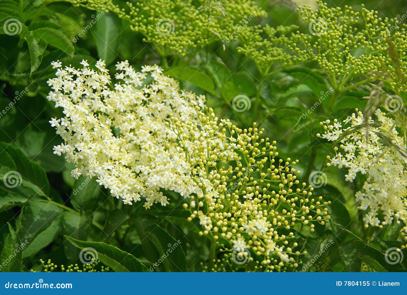Elder flower stock image. Image of branch, shrub, bush - 7804155