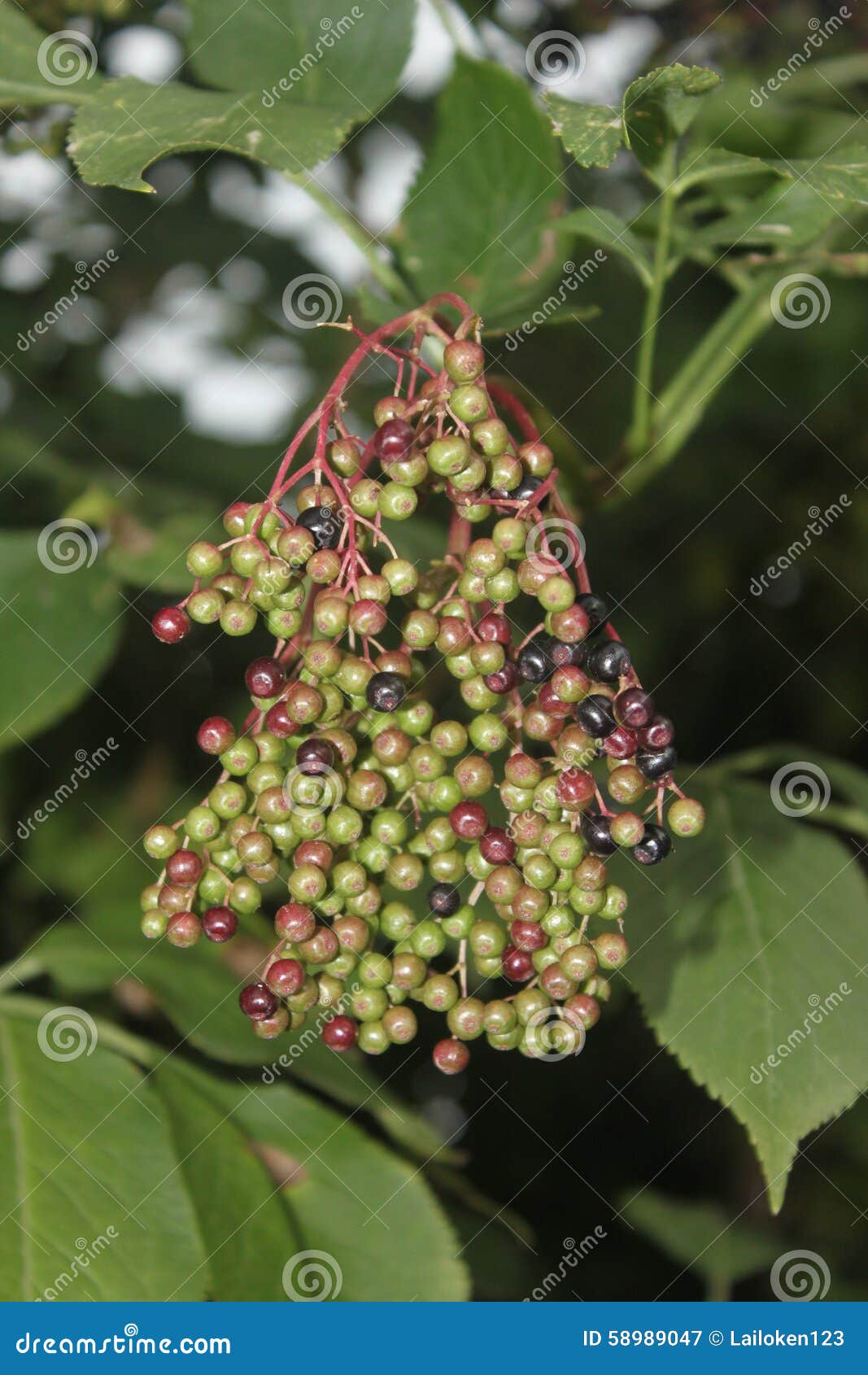 Elderberries stock image. Image of green, cluster, branch - 58989047