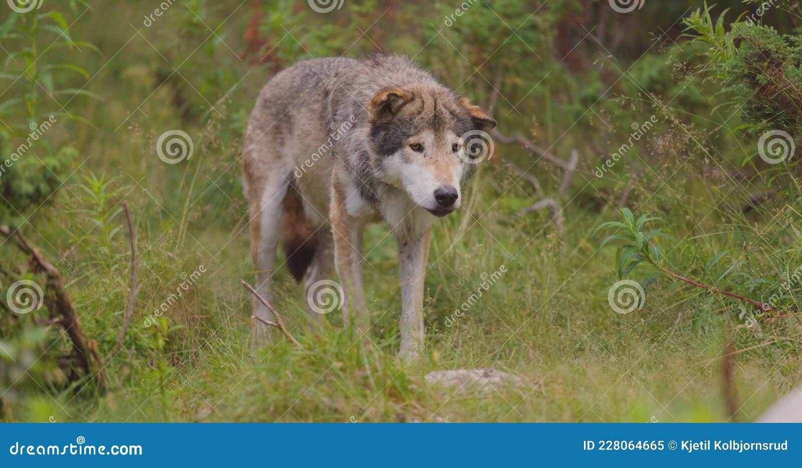 Elder Grey Wolf Standing Still in the Grass at the Forest Floor Stock ...