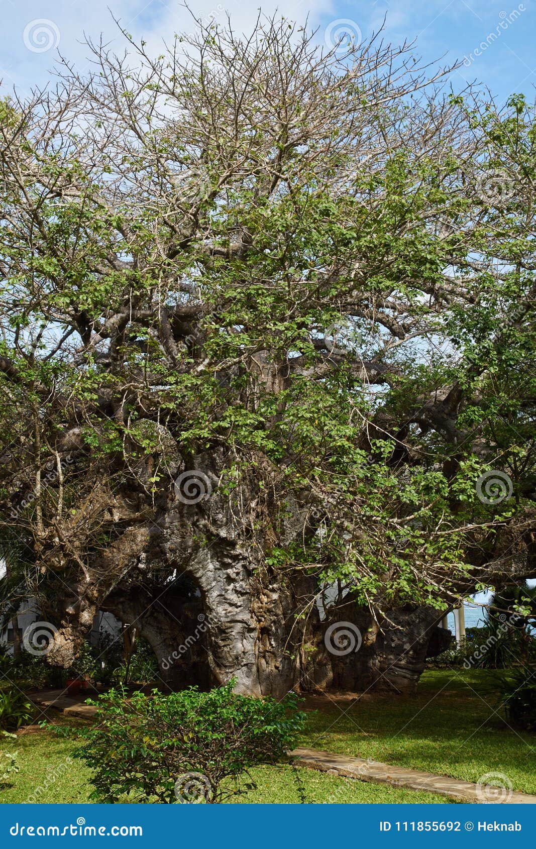 Elder and Largest Over 500 Years Old Baobab Tree in Kenya Stock Photo ...