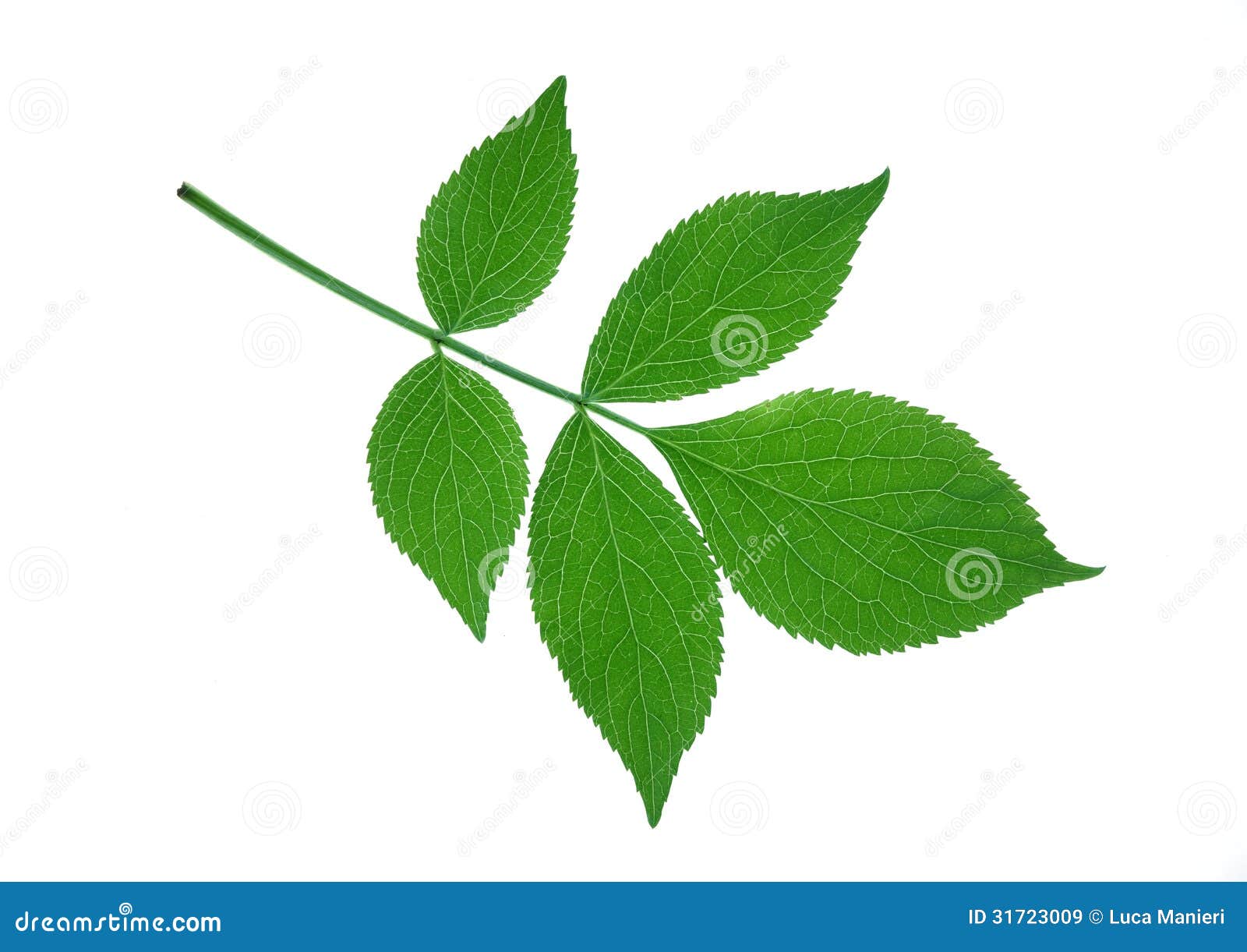 Elder leaf stock image. Image of isolated, nature, elder - 31723009