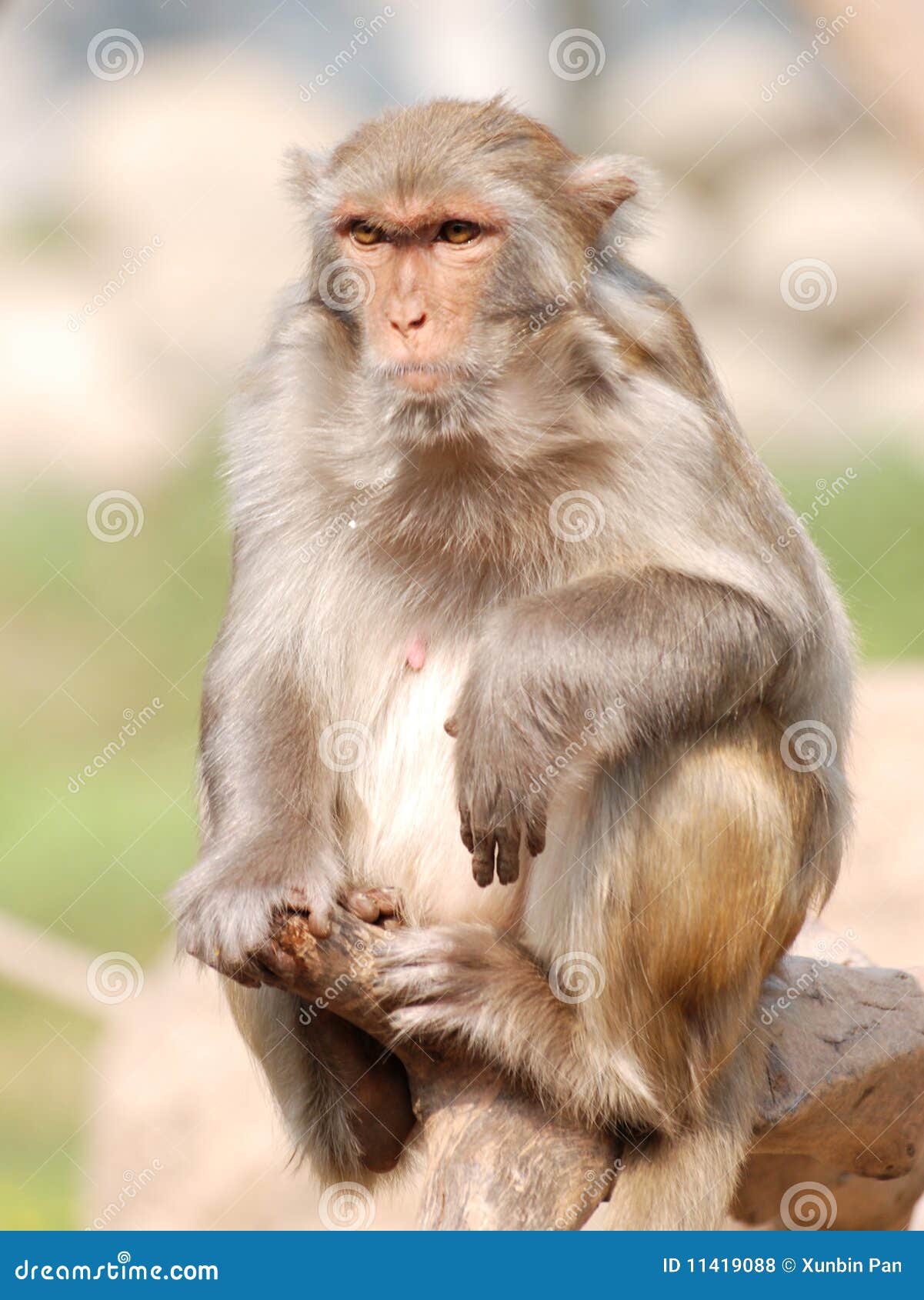 Elder monkey stock photo. Image of fence, child, isolated - 11419088