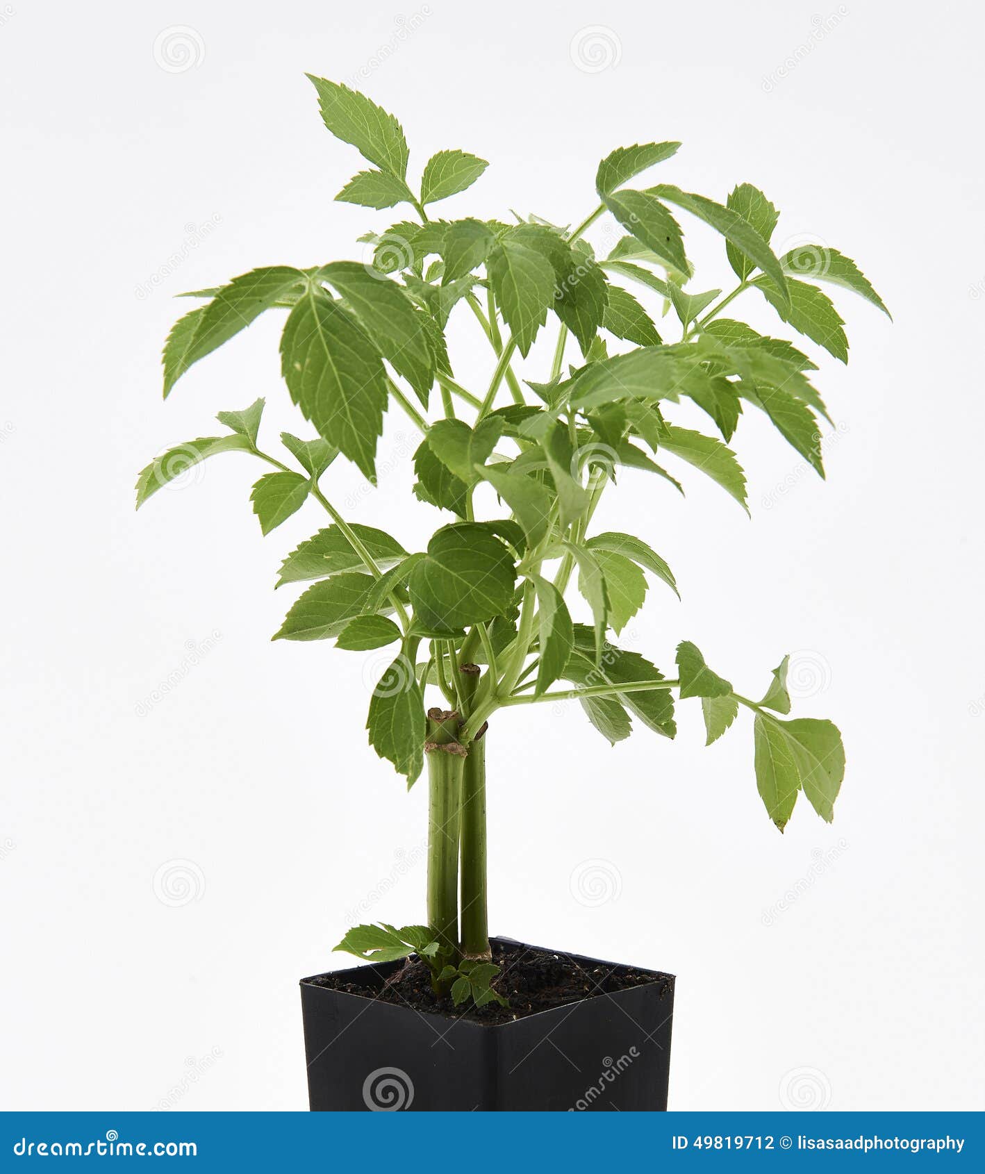 Elder Plant stock photo. Image of leaf, grow, gourmet - 49819712